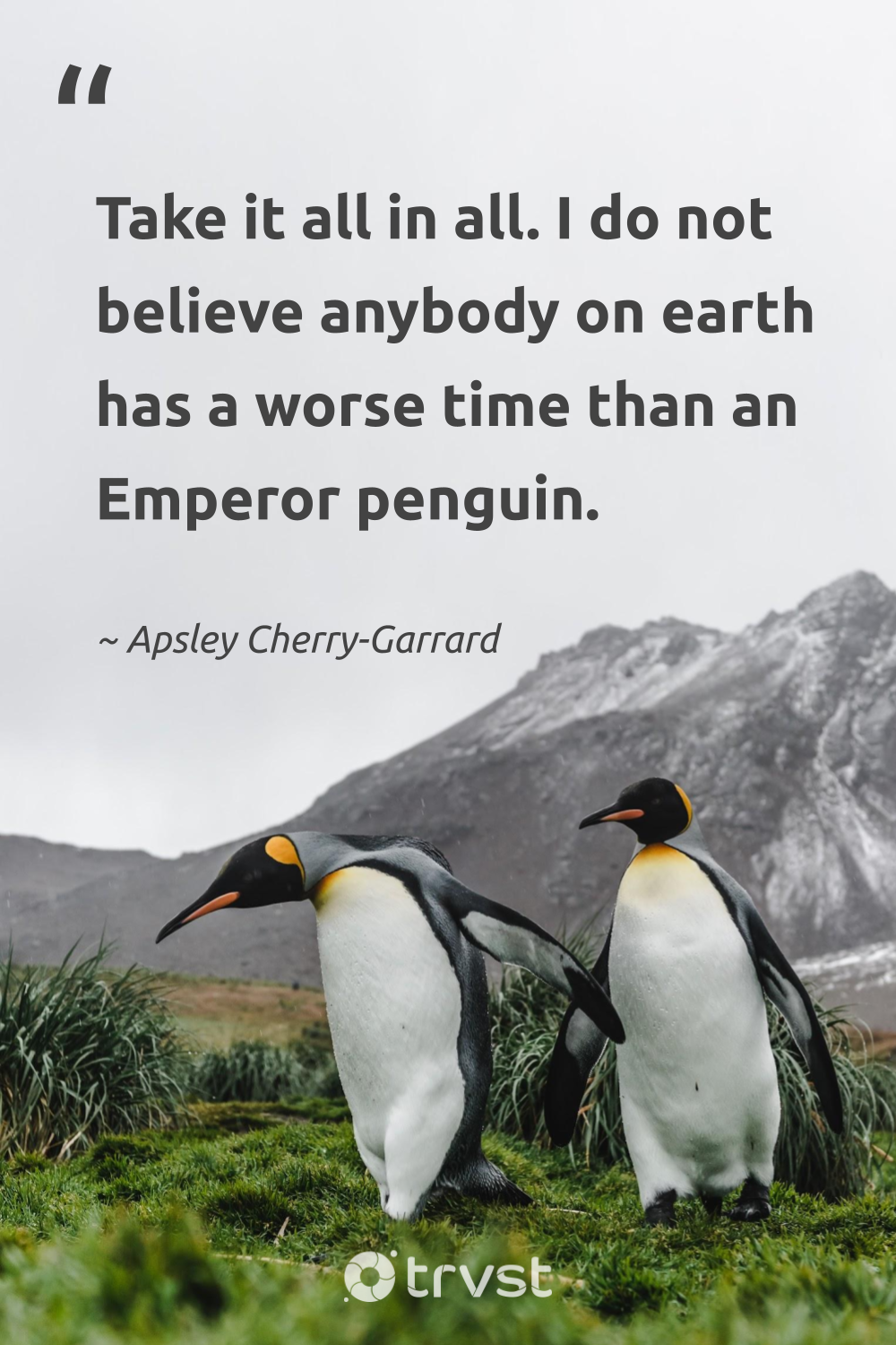 27 Penguin Quotes about the Monogamous Waddling Bird