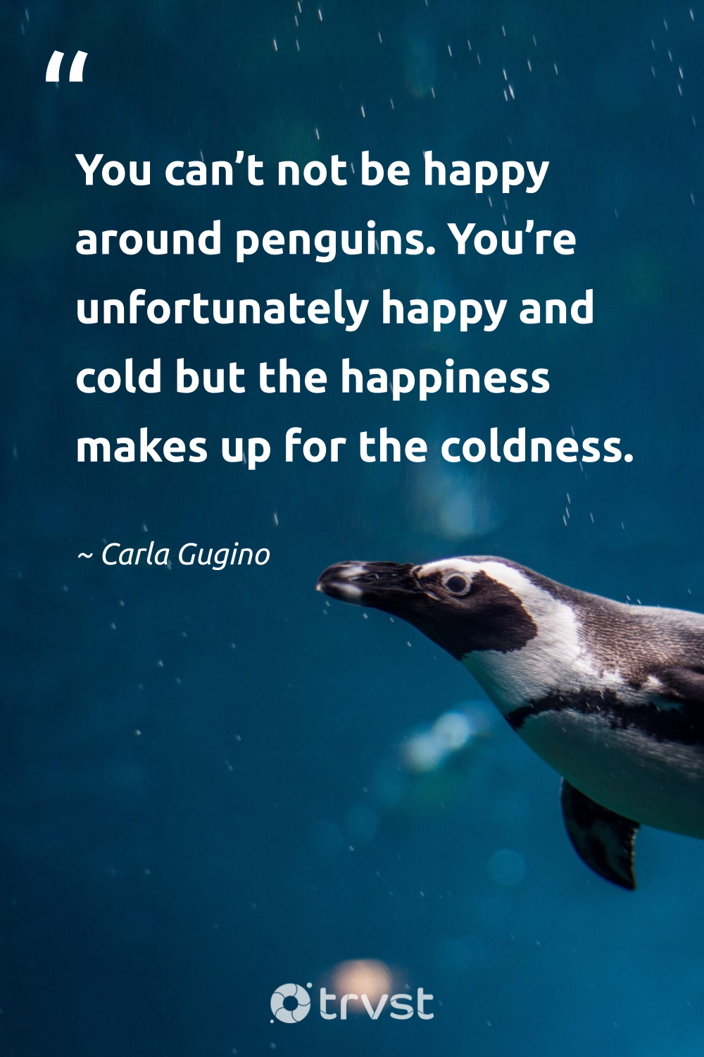 27 Penguin Quotes about the Monogamous Waddling Bird