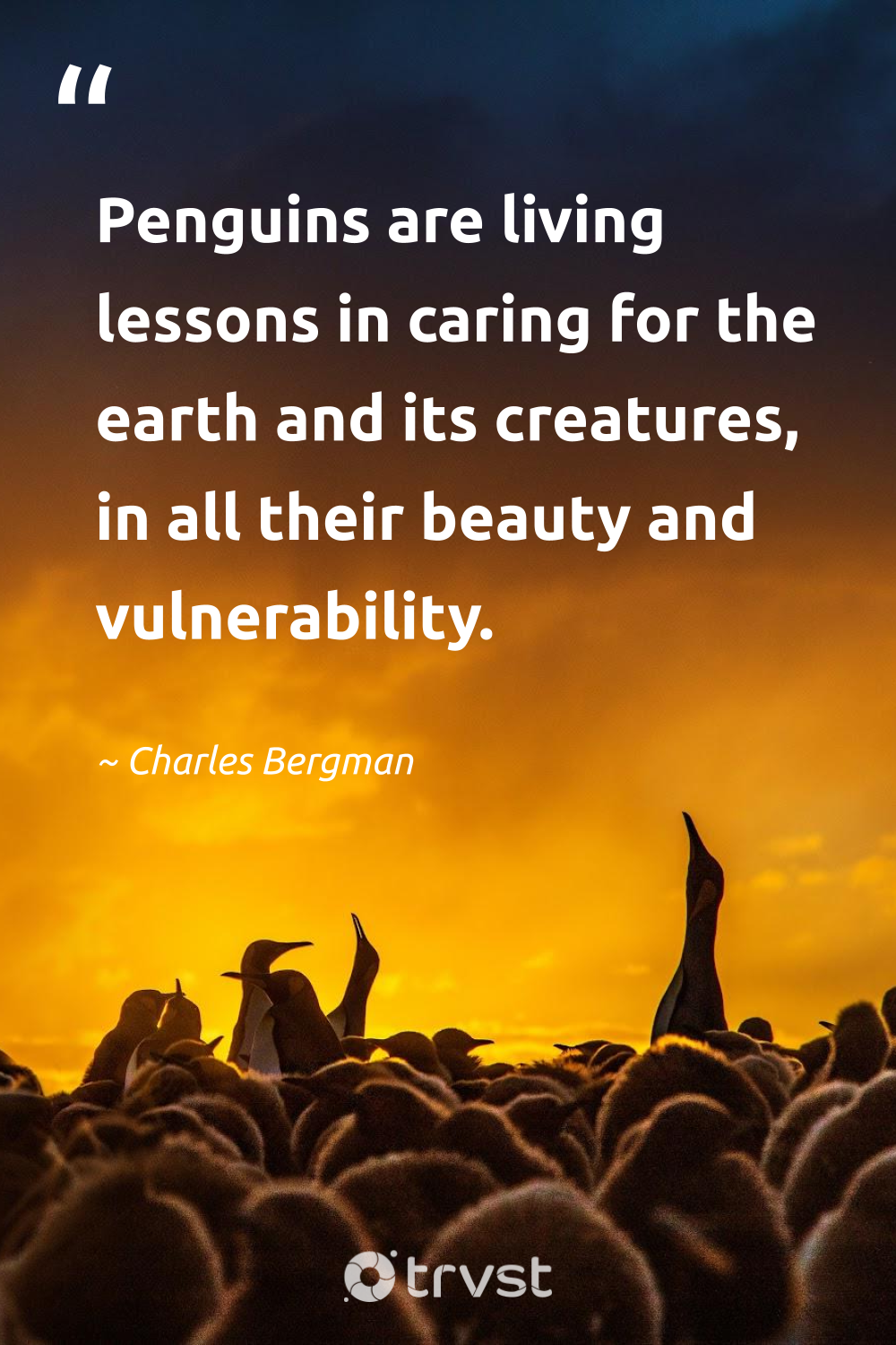 27 Penguin Quotes about the Monogamous Waddling Bird