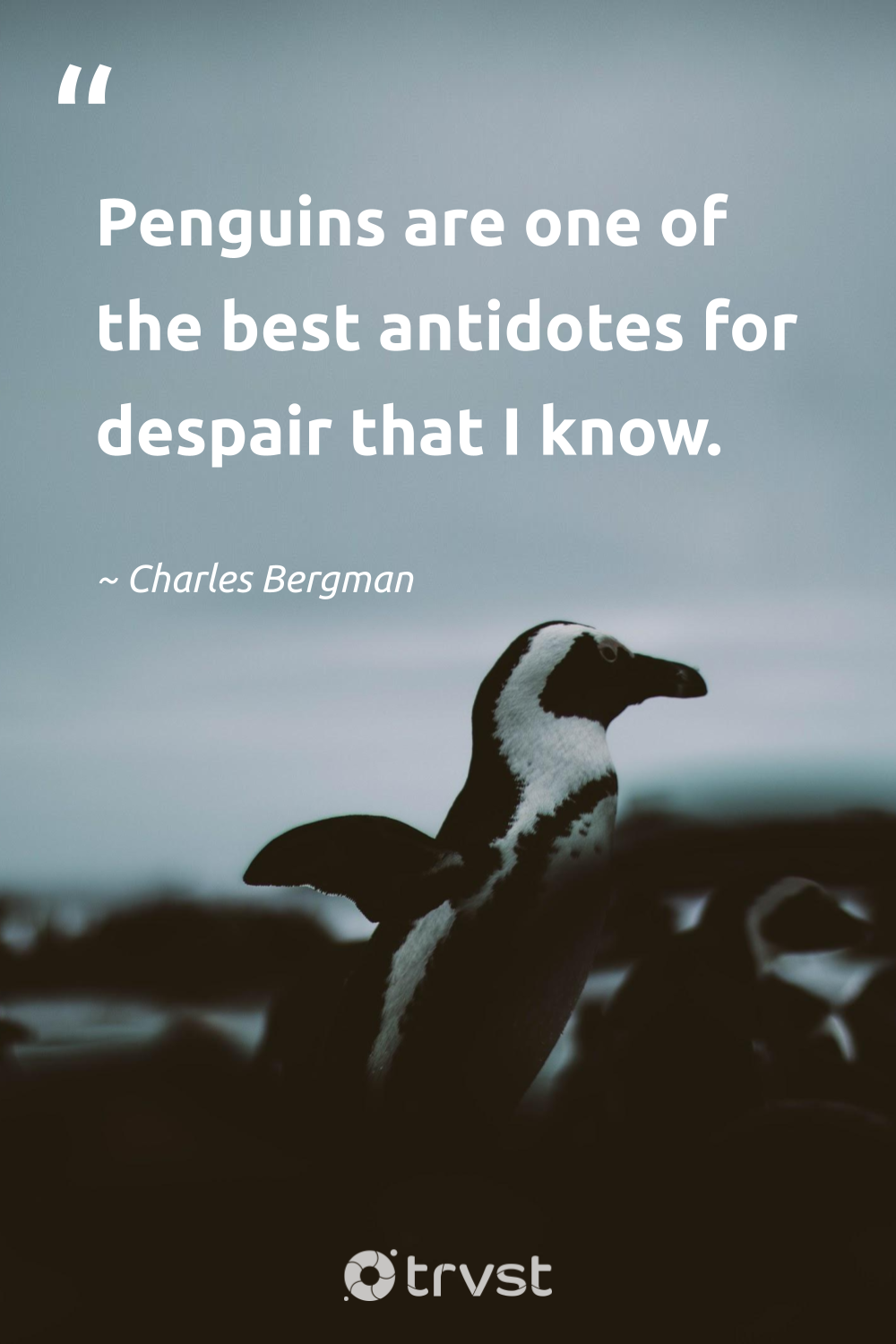 27 Penguin Quotes about the Monogamous Waddling Bird