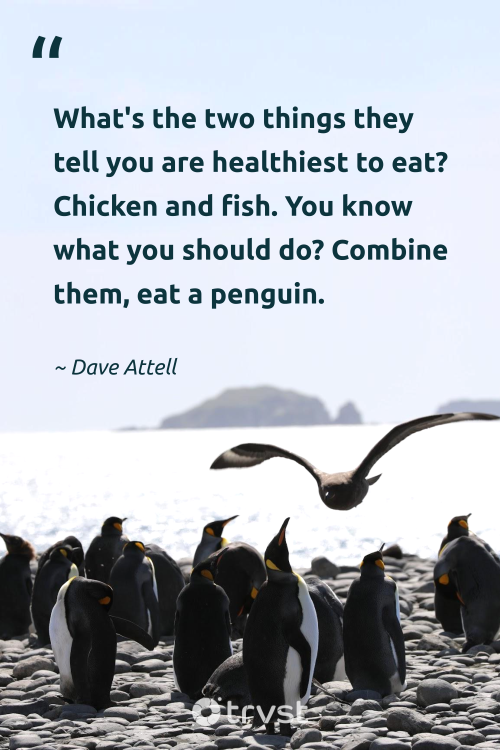 27 Penguin Quotes about the Monogamous Waddling Bird