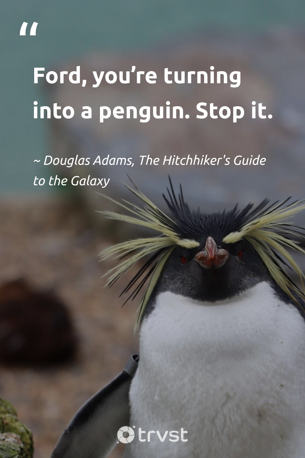 27 Penguin Quotes about the Monogamous Waddling Bird