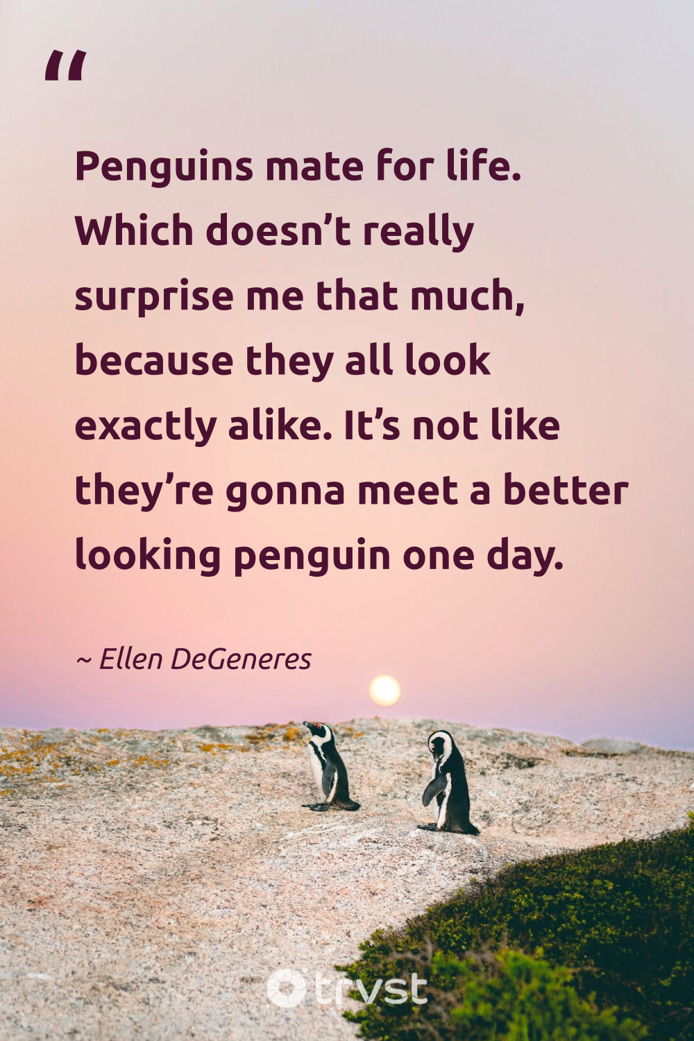 27 Penguin Quotes about the Monogamous Waddling Bird
