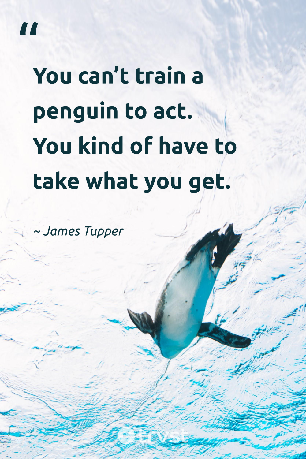 27 Penguin Quotes about the Monogamous Waddling Bird