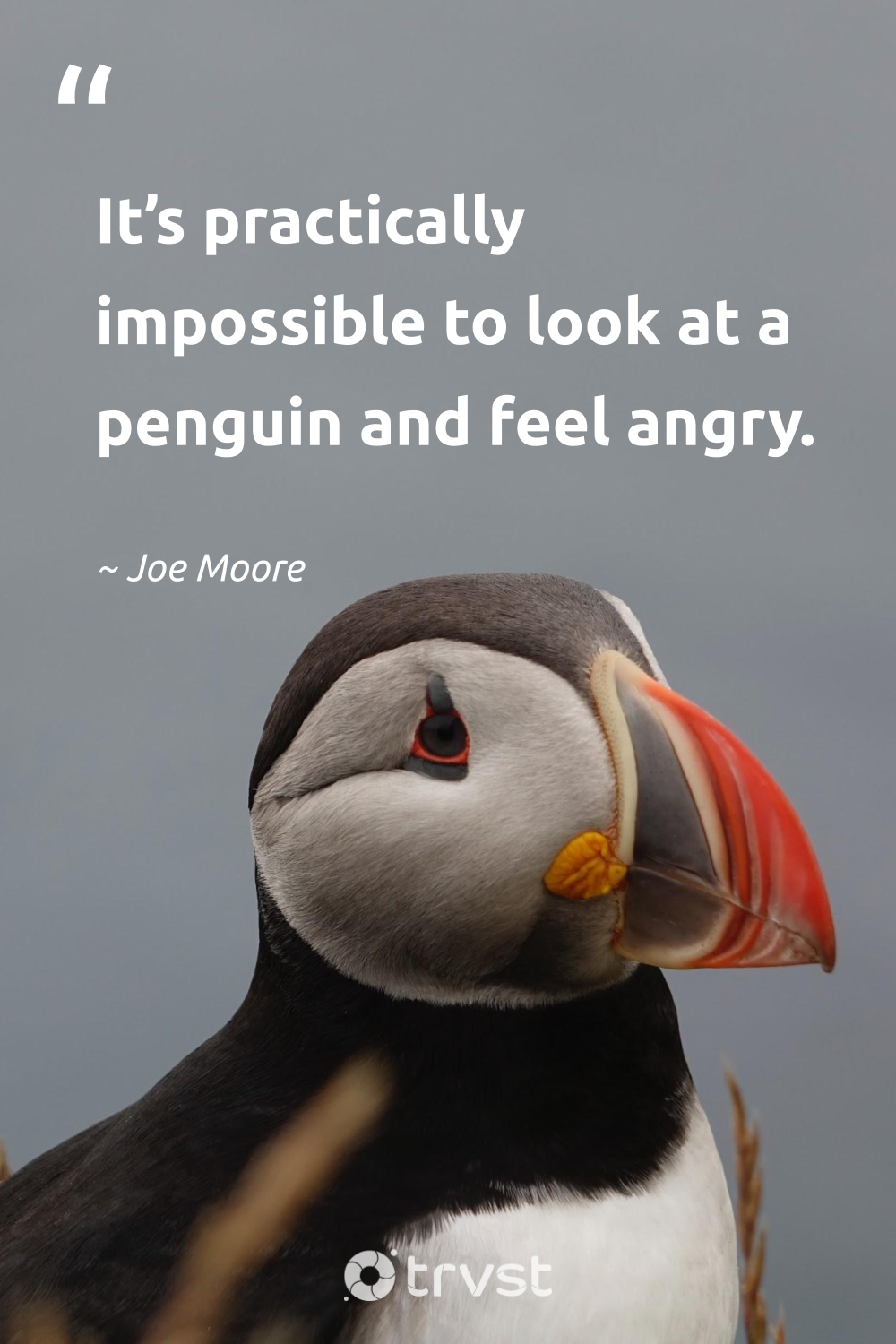 27 Penguin Quotes about the Monogamous Waddling Bird