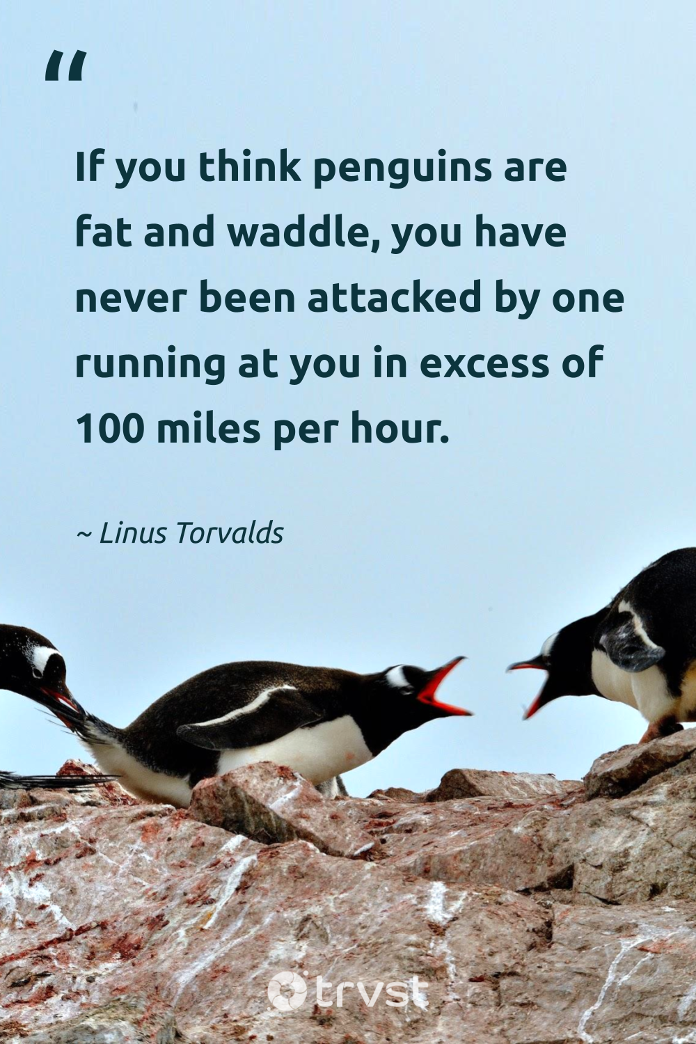 27 Penguin Quotes about the Monogamous Waddling Bird