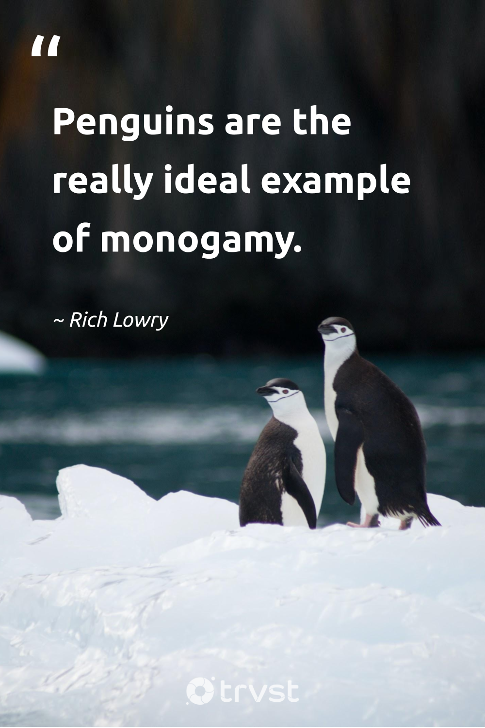 27 Penguin Quotes about the Monogamous Waddling Bird