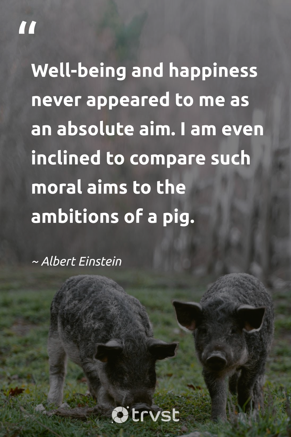 25 Pig Quotes to Adore the Lovable Swine (2025)