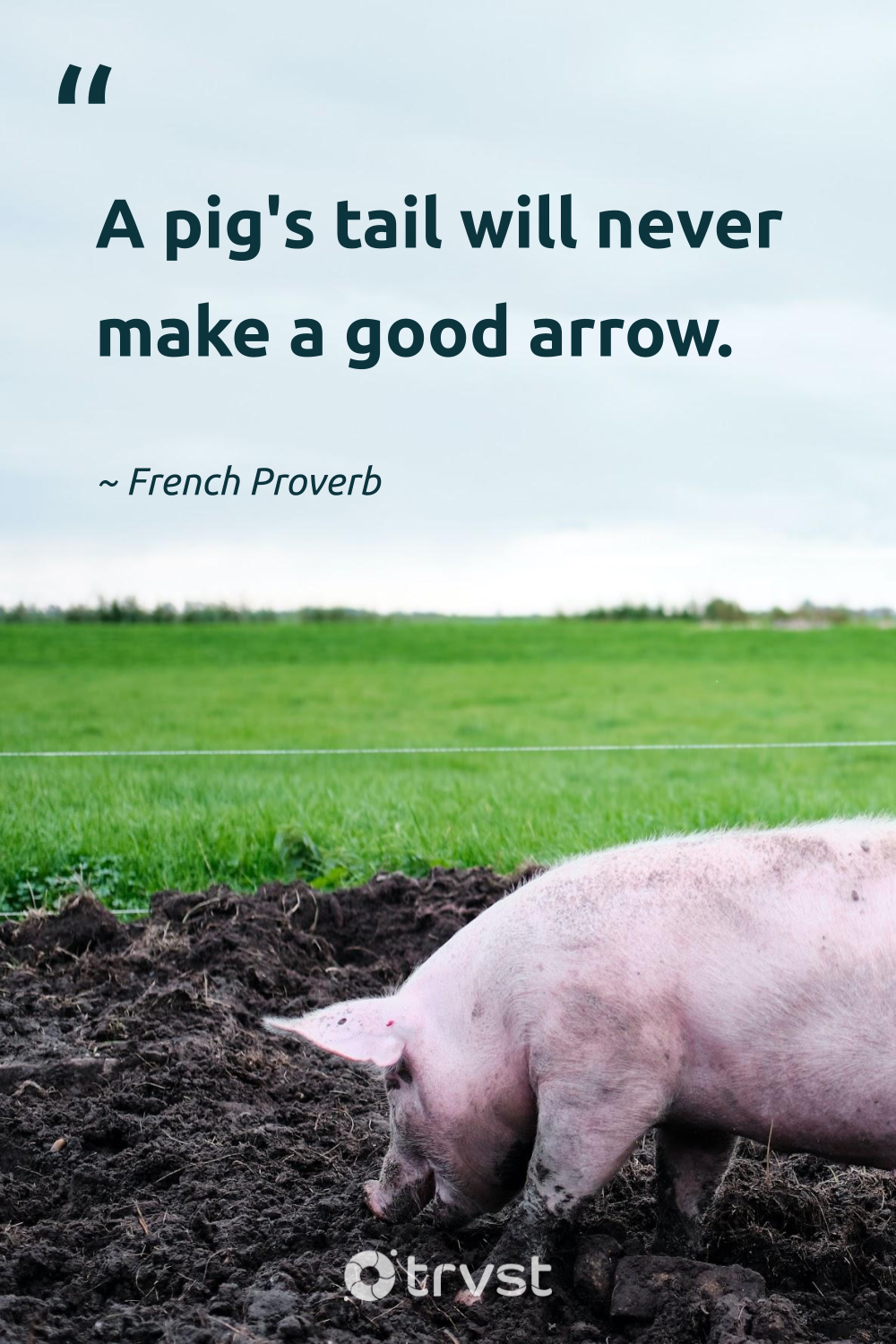 25 Pig Quotes to Adore the Lovable Swine (2025)