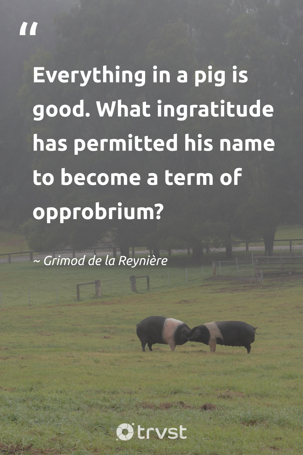 25 Pig Quotes to Adore the Lovable Swine (2025)