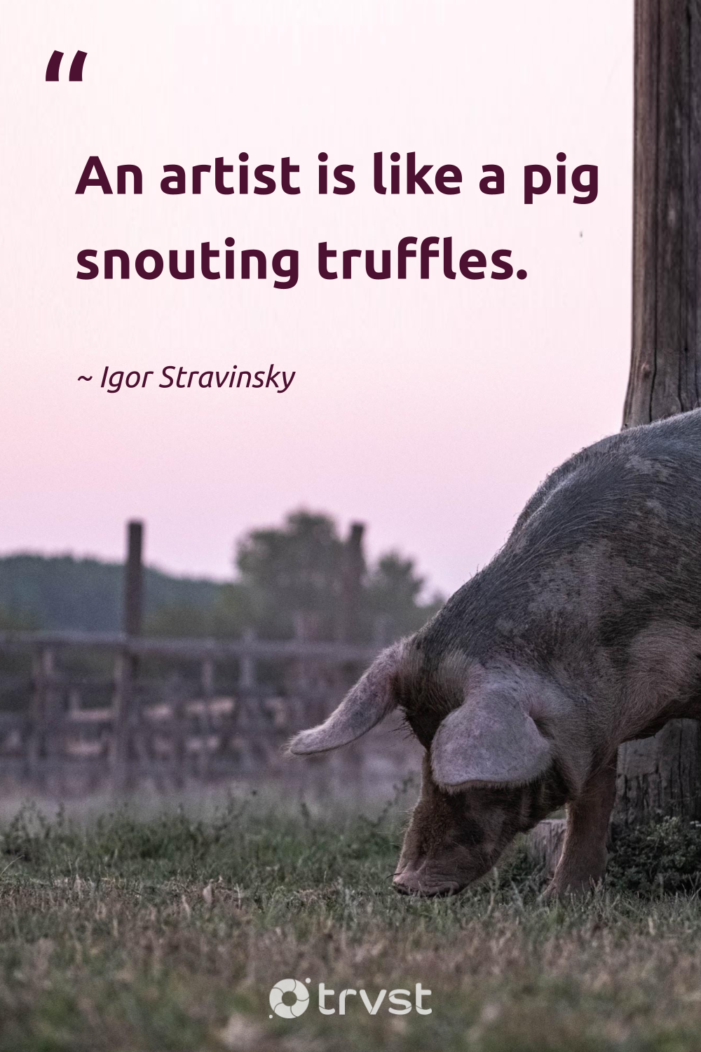 25 Pig Quotes to Adore the Lovable Swine (2025)