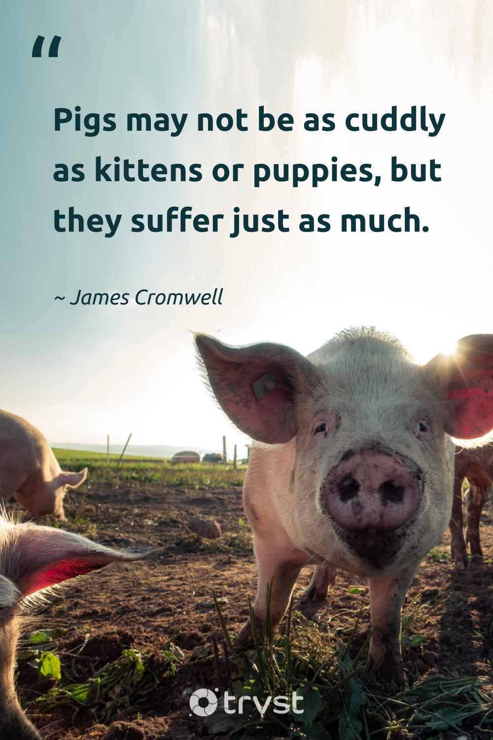 25 Pig Quotes to Adore the Lovable Swine (2025)