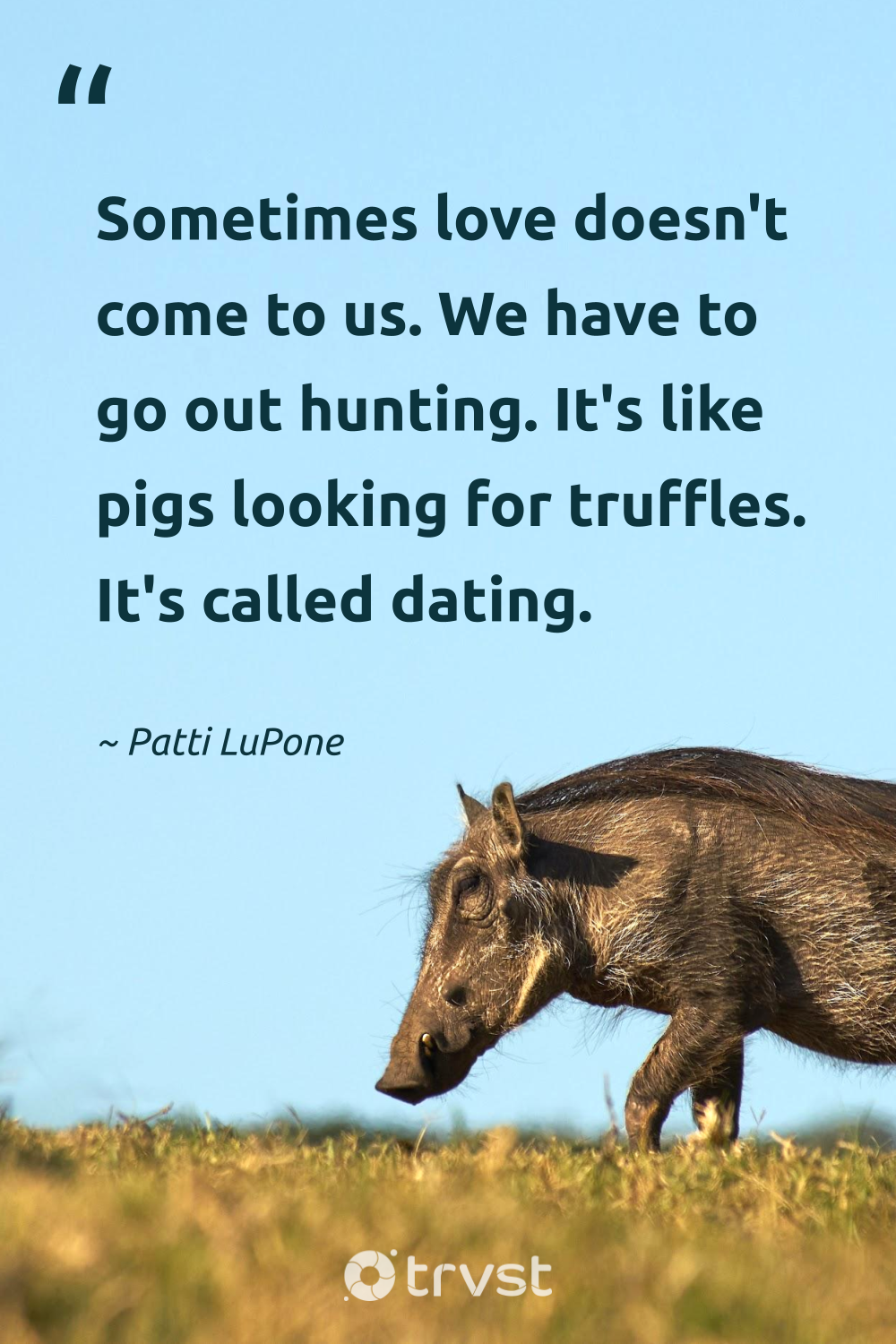25 Pig Quotes to Adore the Lovable Swine (2025)