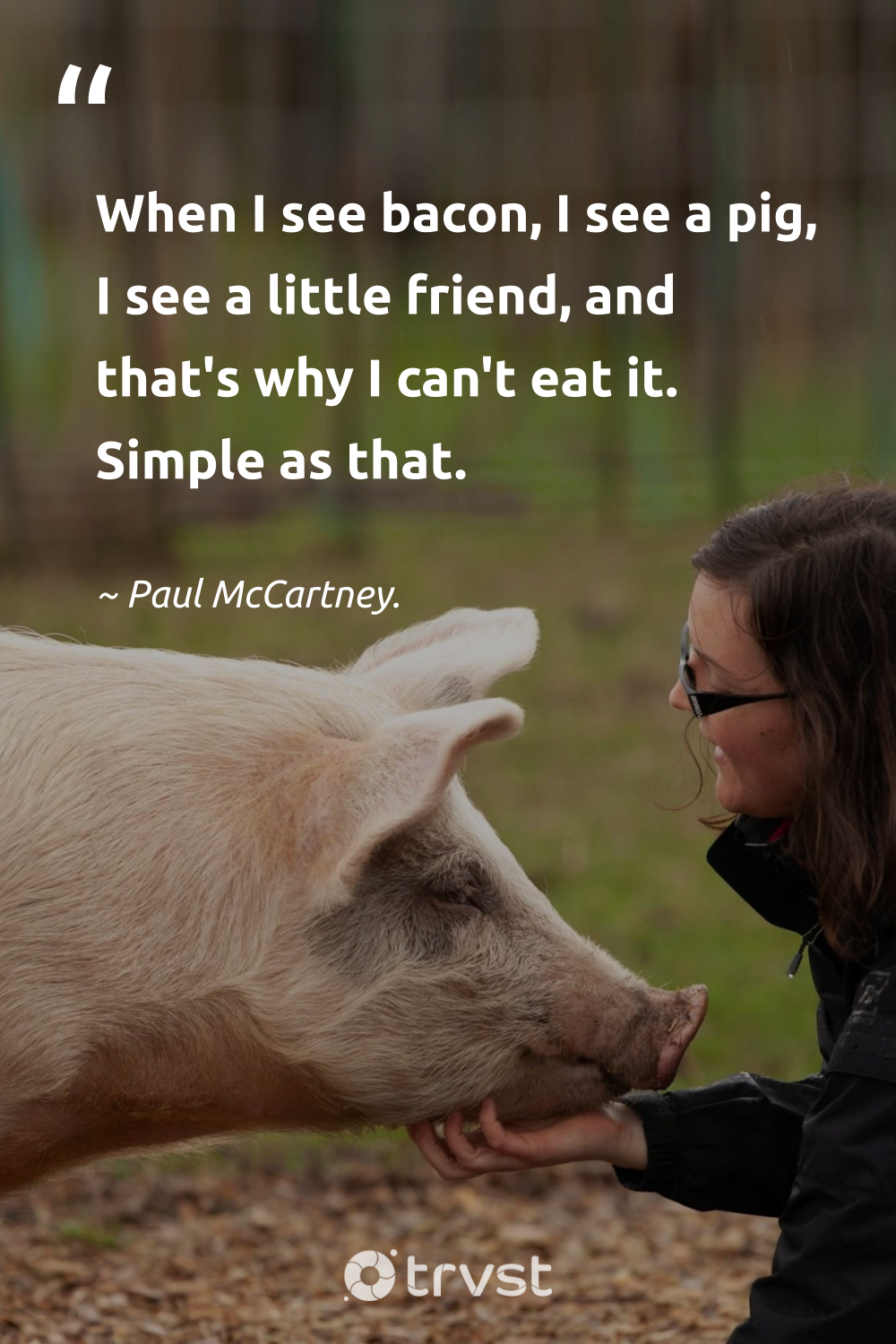 25 Pig Quotes to Adore the Lovable Swine (2025)