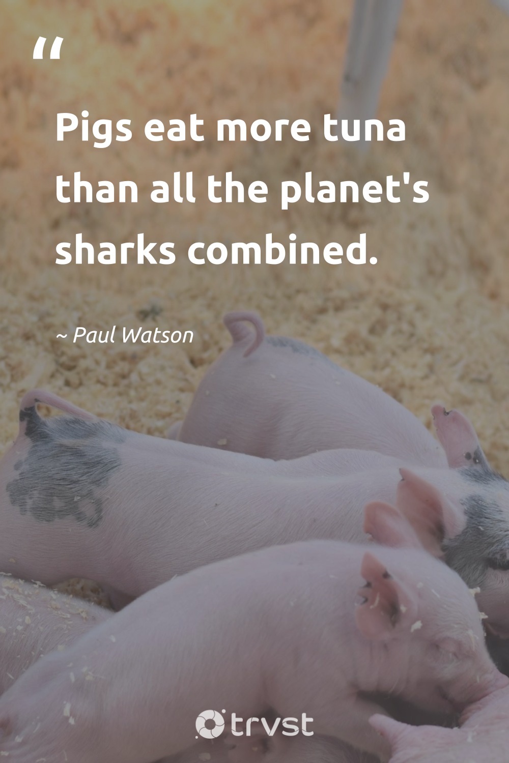 25 Pig Quotes to Adore the Lovable Swine (2025)