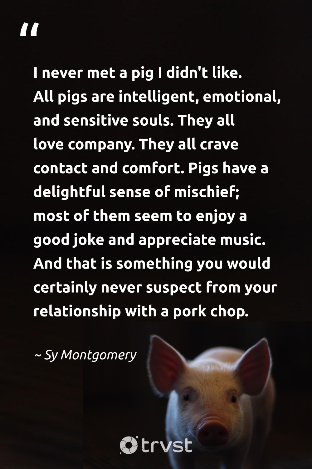 25 Pig Quotes to Adore the Lovable Swine (2025)