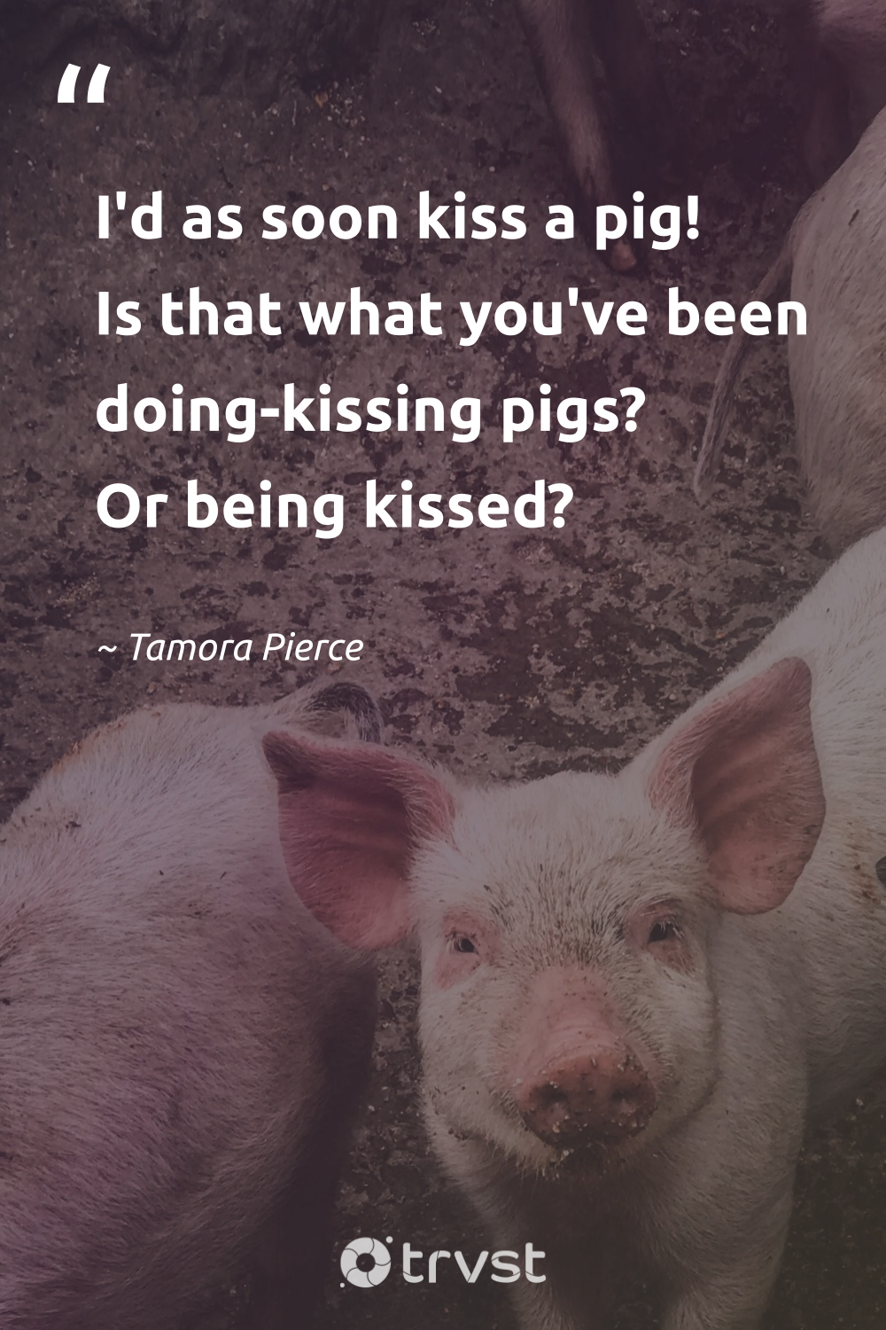 25 Pig Quotes to Adore the Lovable Swine (2024)