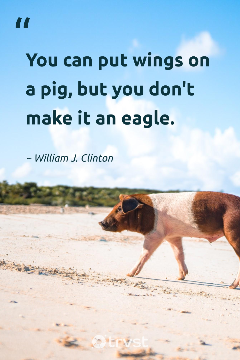25 Pig Quotes to Adore the Lovable Swine (2025)