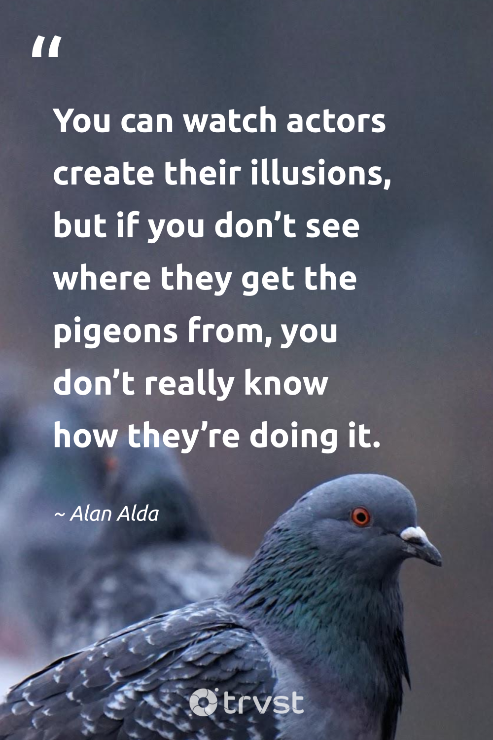 20 Pigeon Quotes About The Cooing City Companions