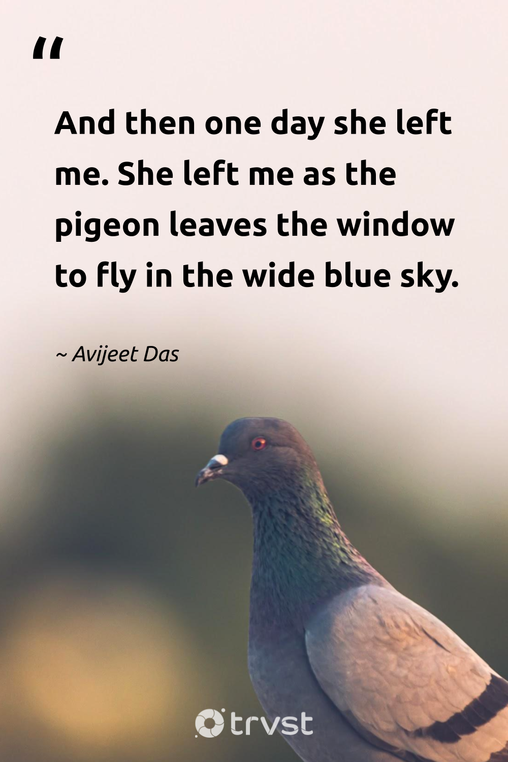 20 Pigeon Quotes About The Cooing City Companions