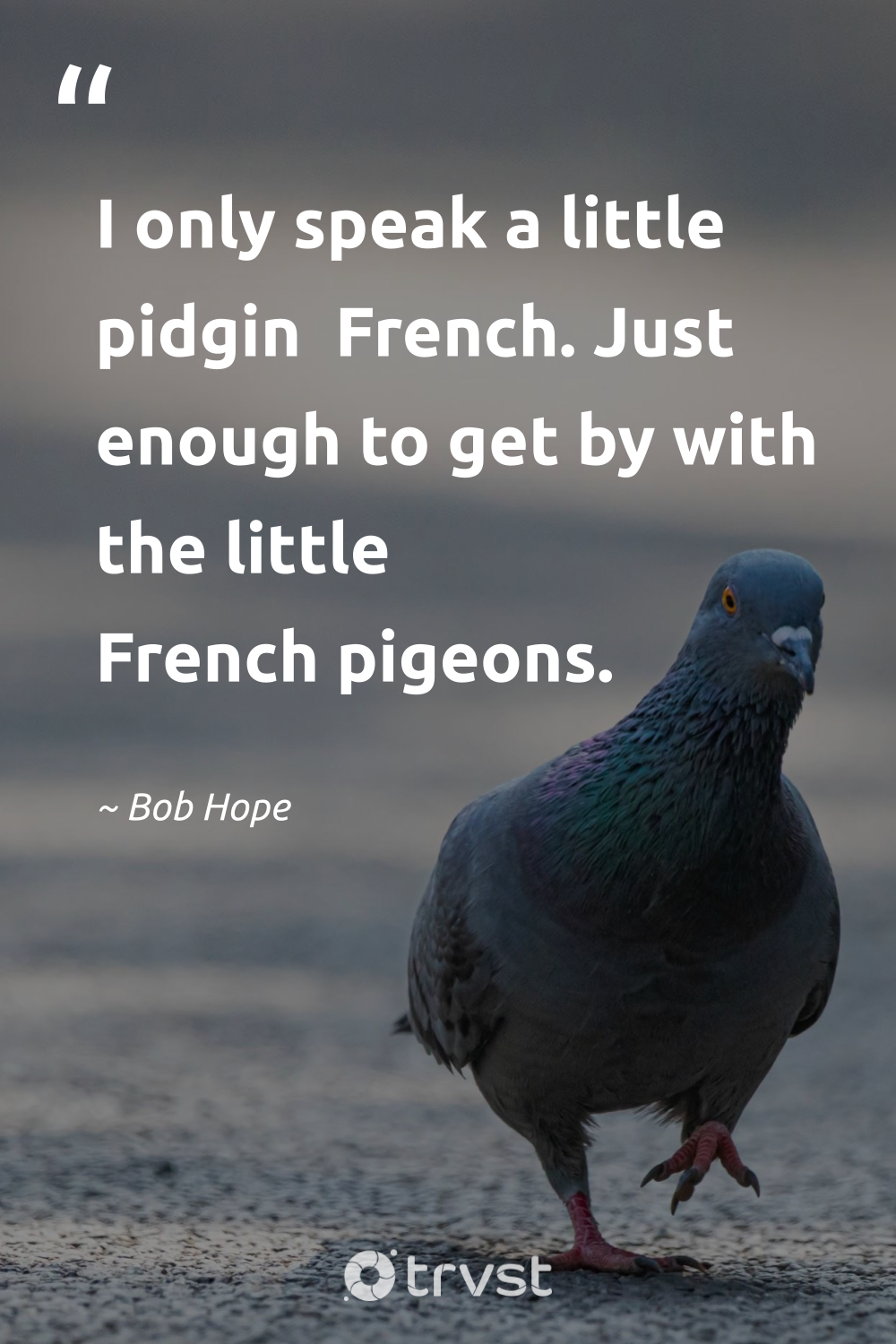 20 Pigeon Quotes About The Cooing City Companions