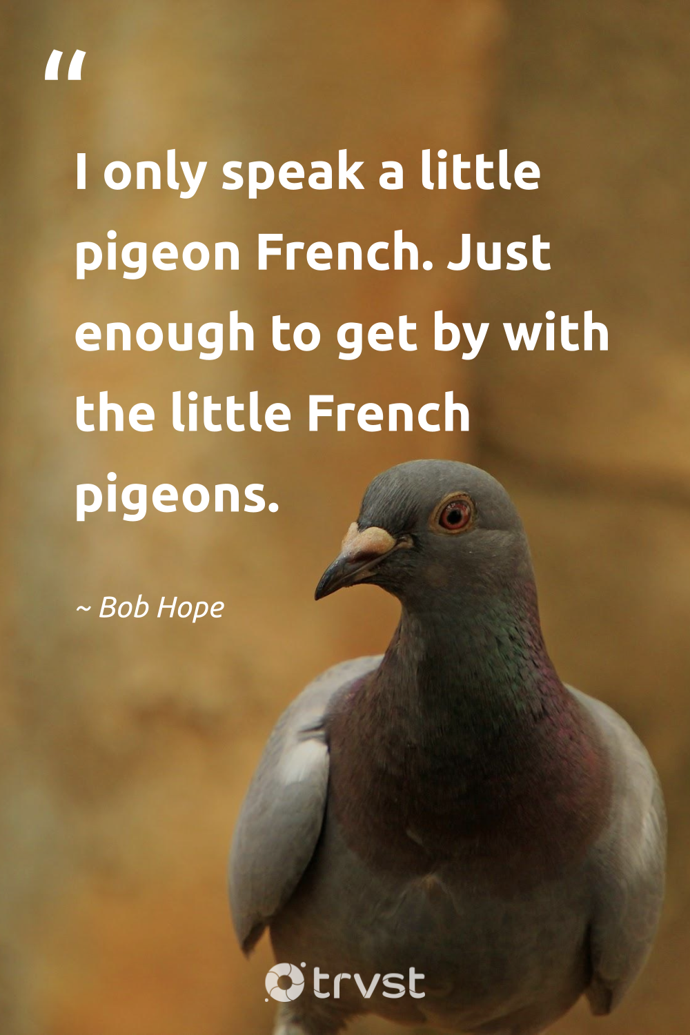 20 Pigeon Quotes About The Cooing City Companions