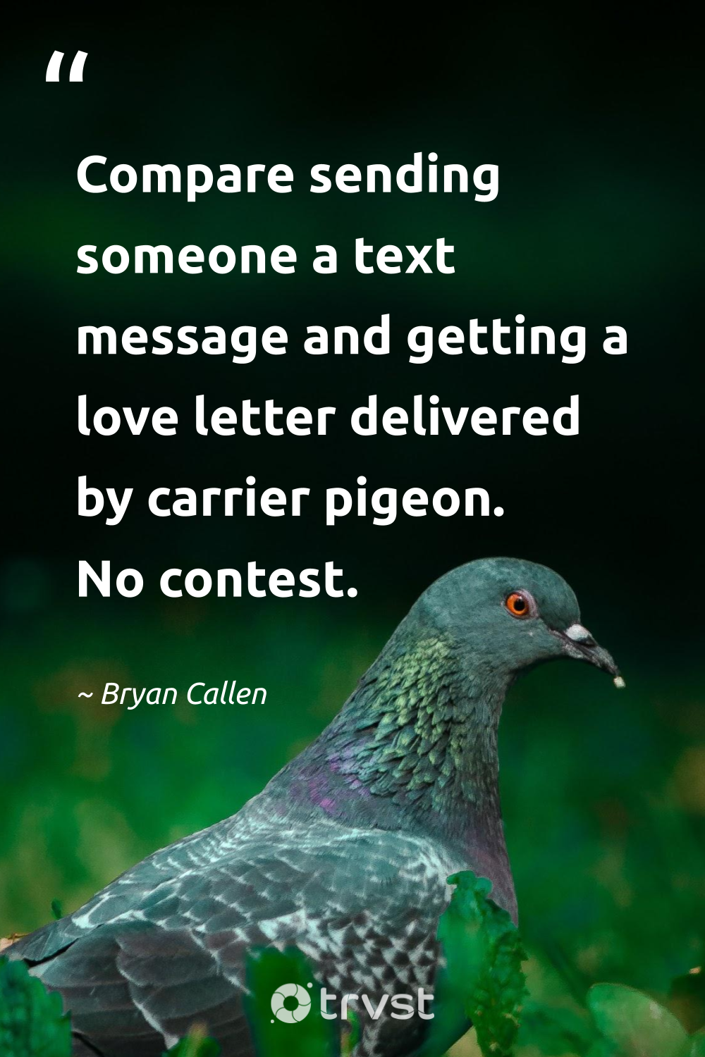 20 Pigeon Quotes About The Cooing City Companions