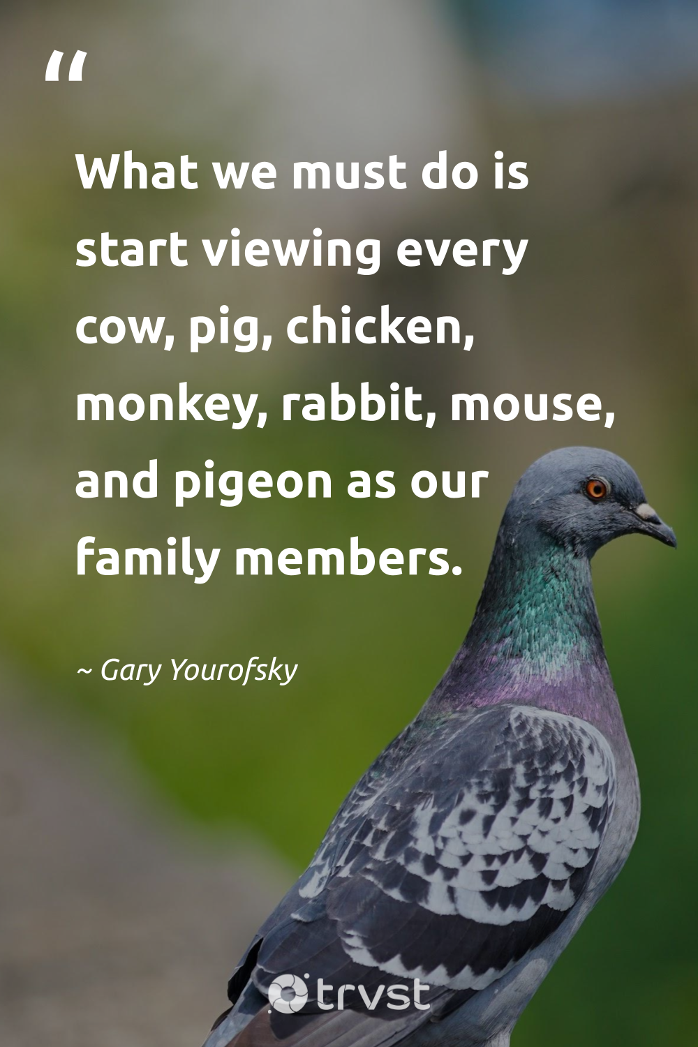20 Pigeon Quotes About The Cooing City Companions