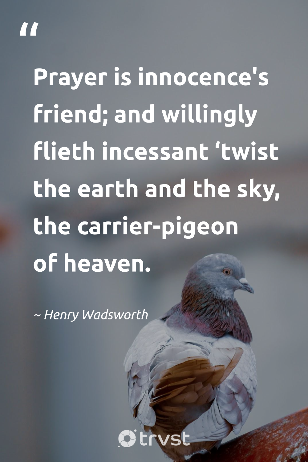 20 Pigeon Quotes About The Cooing City Companions