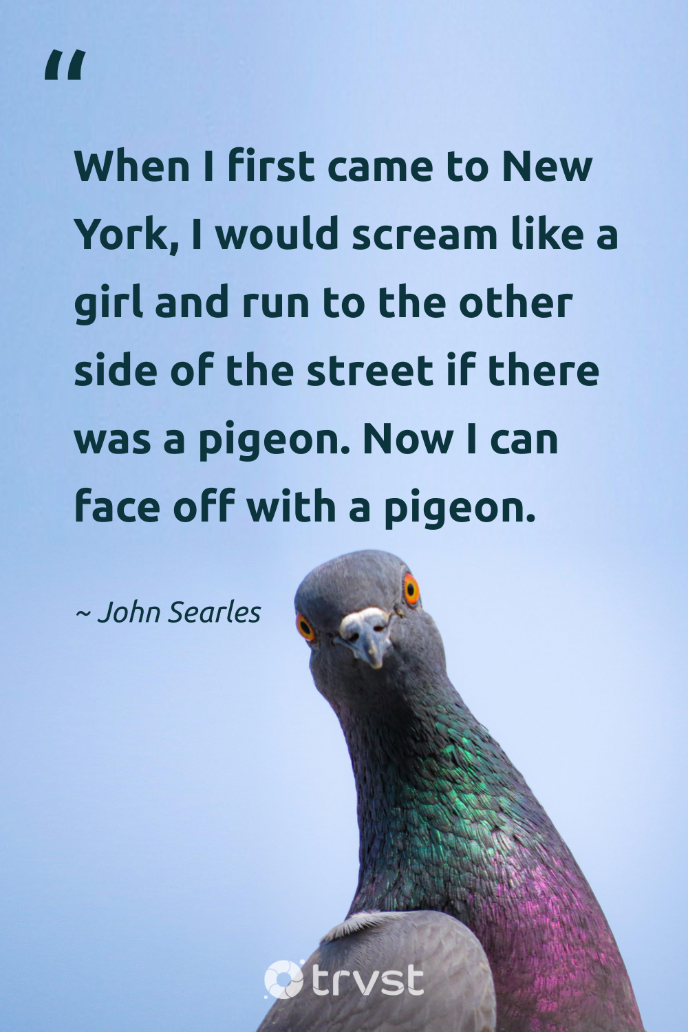 20 Pigeon Quotes About The Cooing City Companions