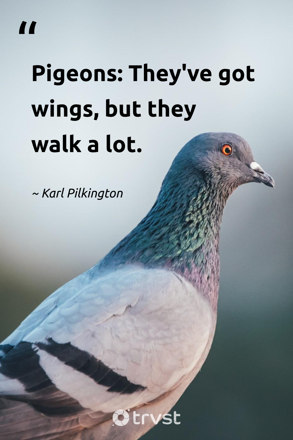 20 Pigeon Quotes About The Cooing City Companions