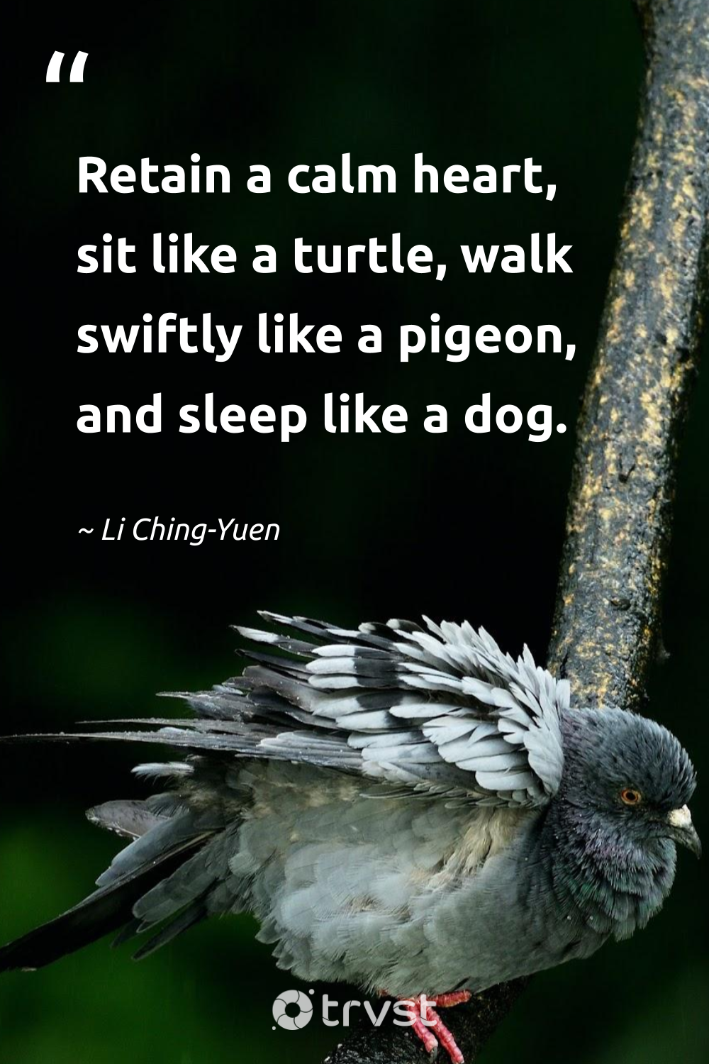 20 Pigeon Quotes About The Cooing City Companions