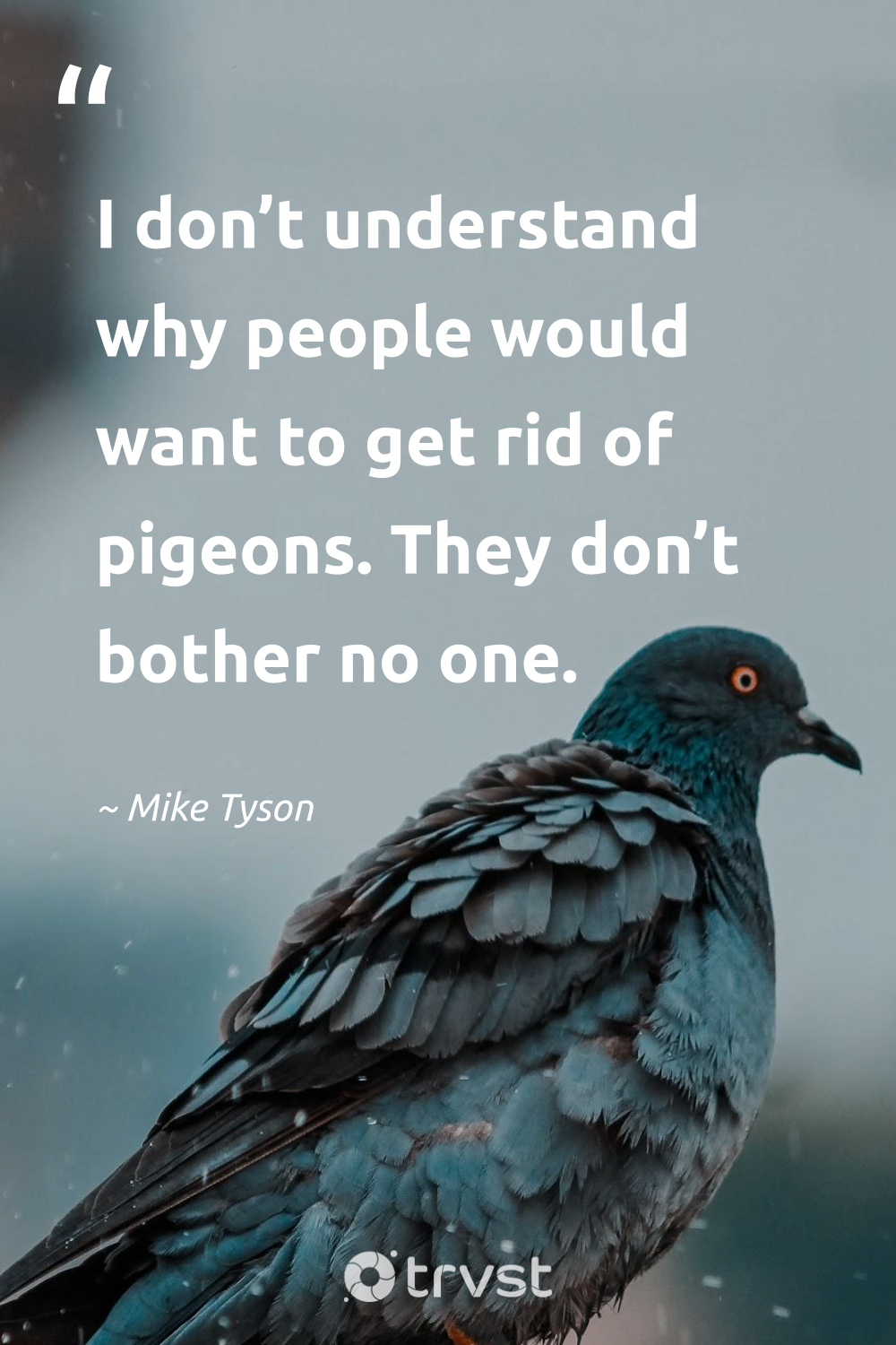 20 Pigeon Quotes About The Cooing City Companions