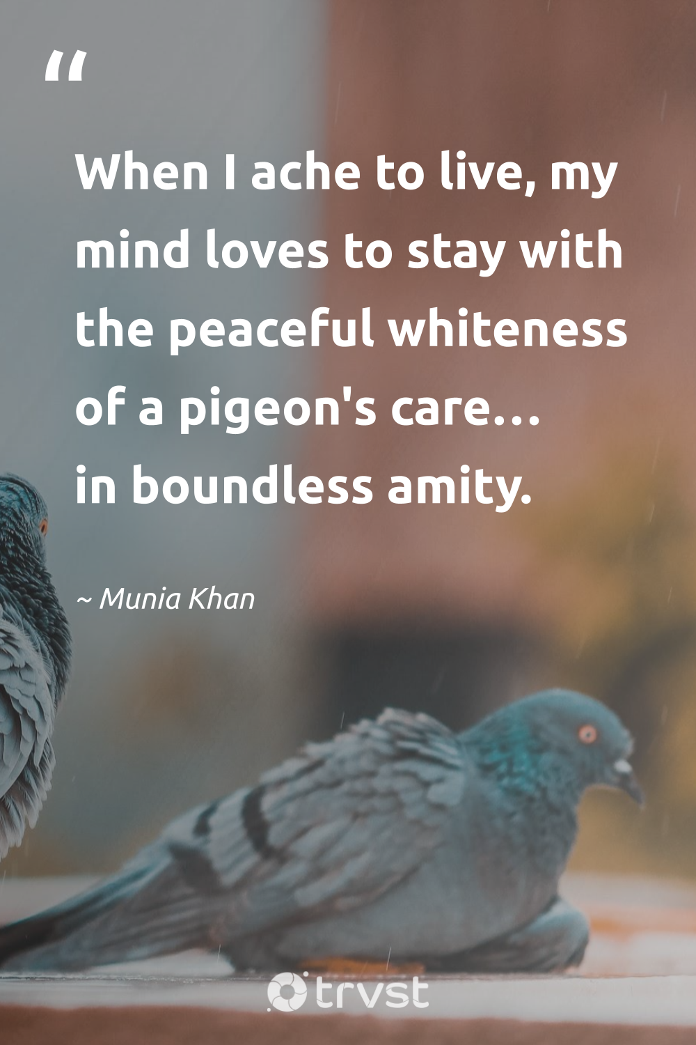 20 Pigeon Quotes About The Cooing City Companions