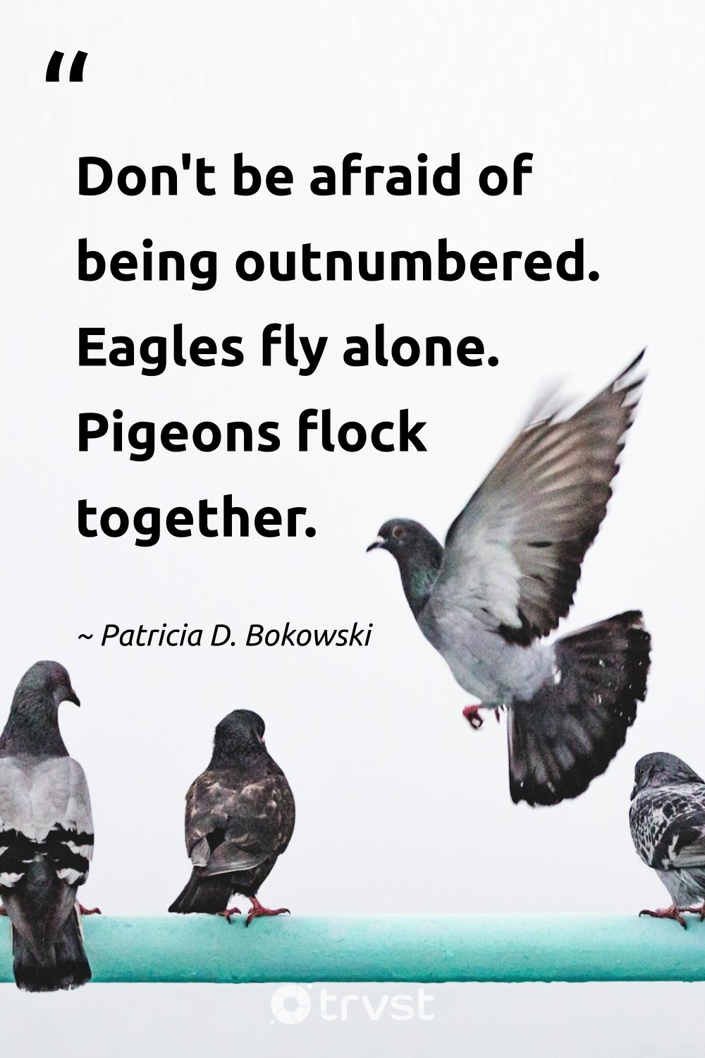 20 Pigeon Quotes About The Cooing City Companions