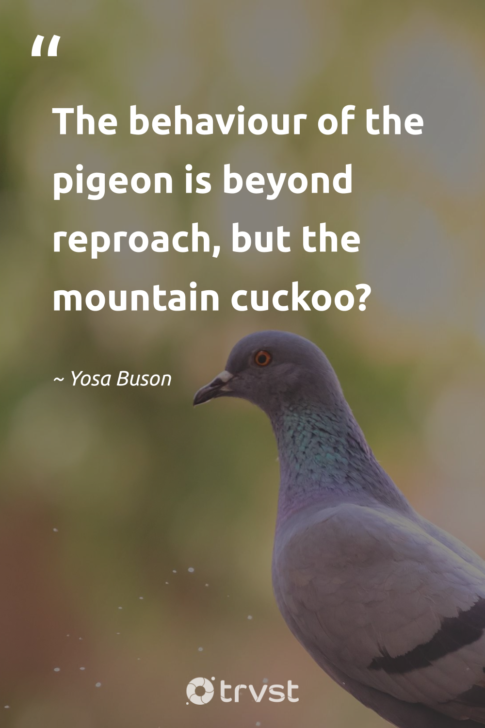 20 Pigeon Quotes About The Cooing City Companions