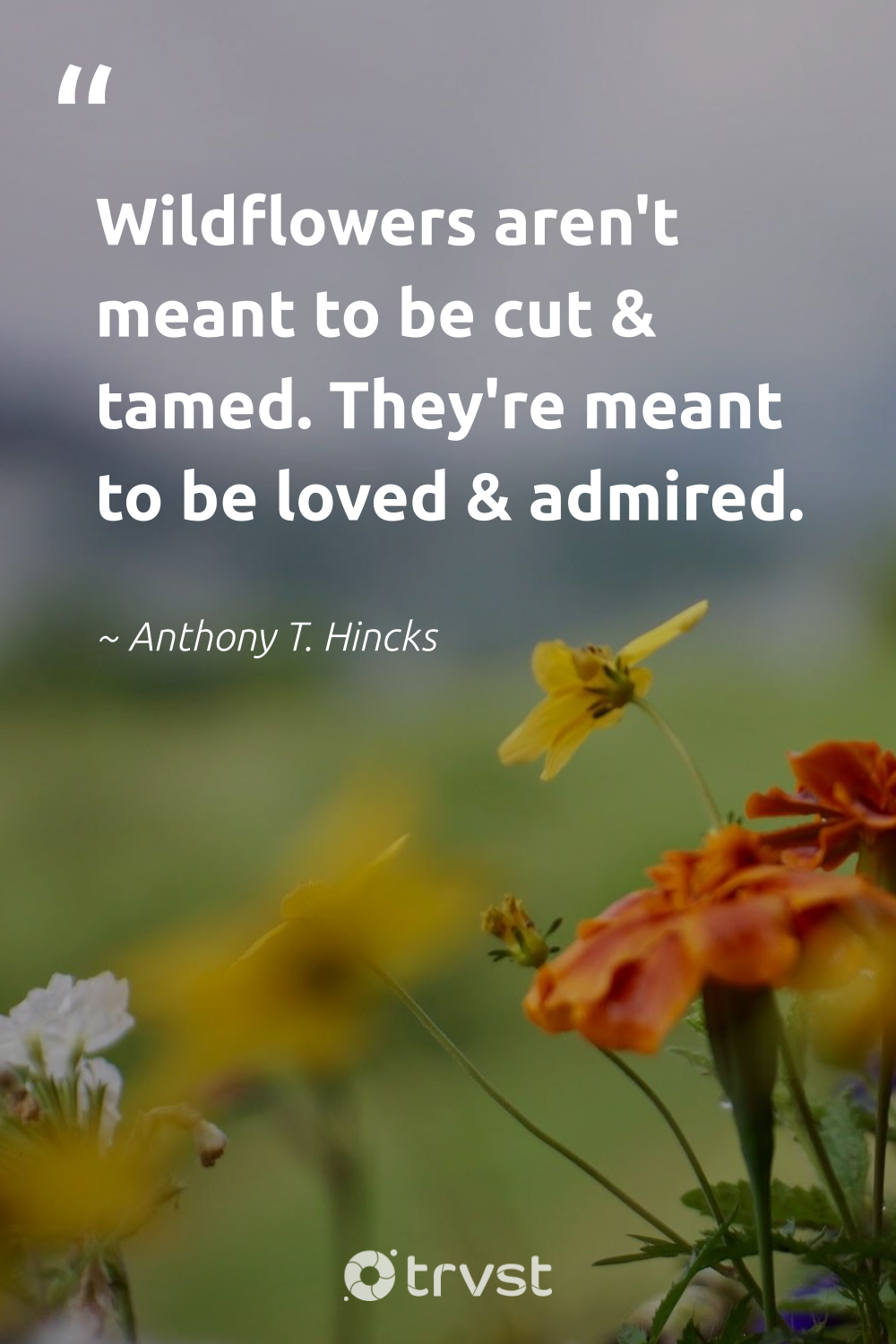 53 Wildflower Quotes to Reflect on Moments of Beauty (2025)