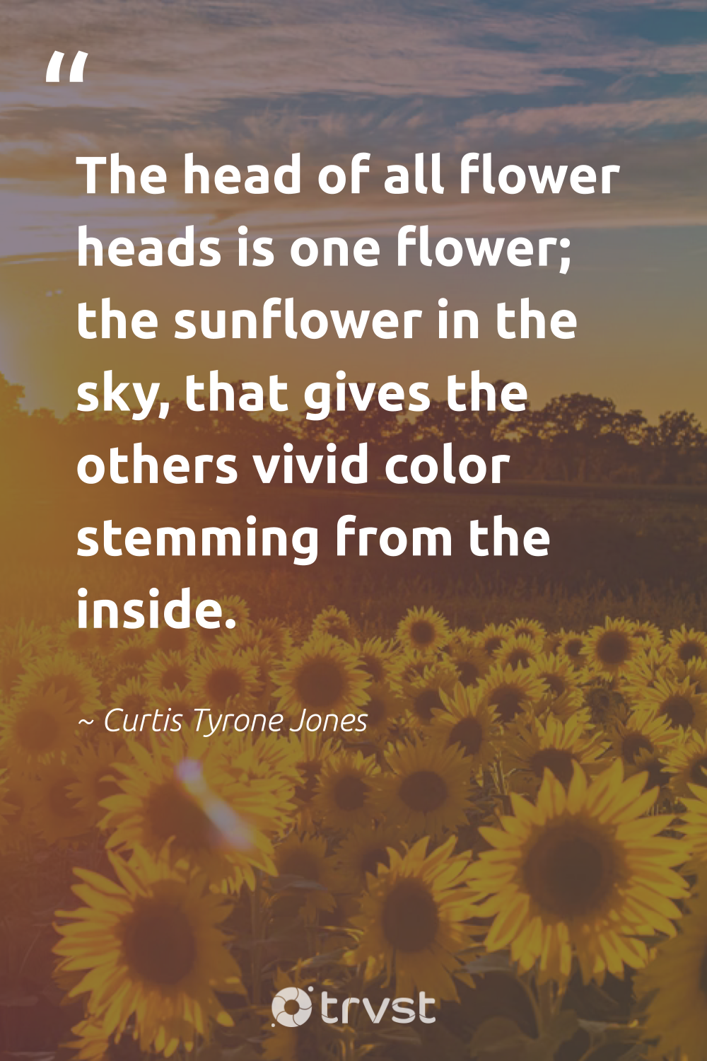 76 Sunflower Quotes to Brighten Up and Warm Your Day (2025)