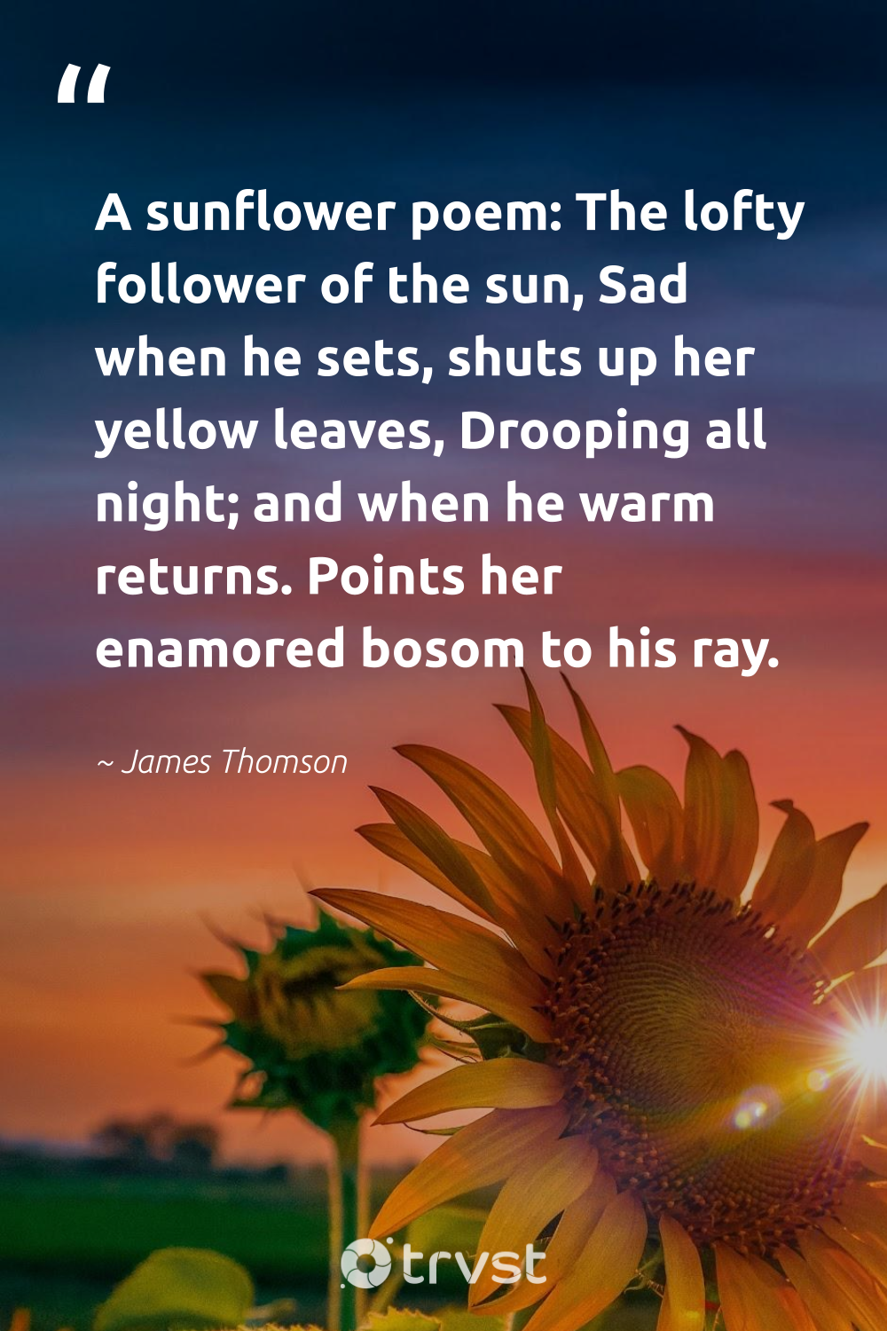 76 Sunflower Quotes to Brighten Up and Warm Your Day (2025)