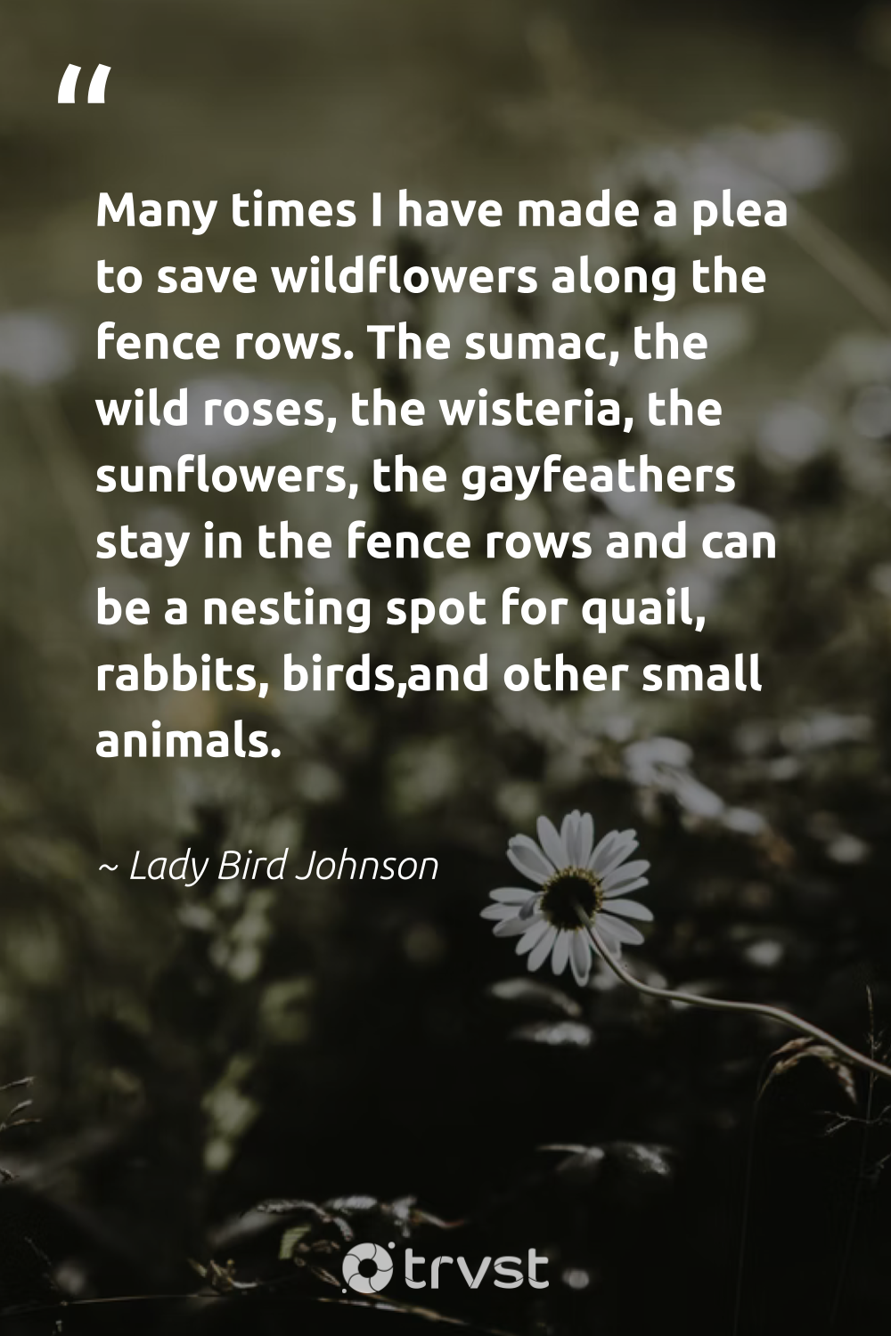 53 Wildflower Quotes to Reflect on Moments of Beauty (2024)