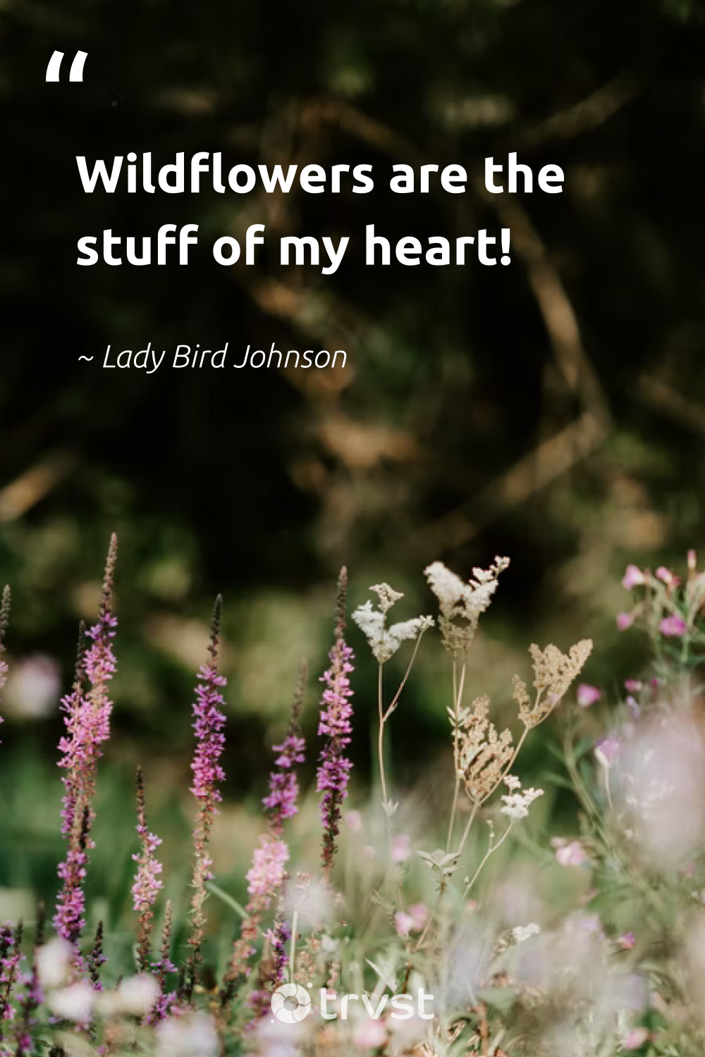 53 Wildflower Quotes to Reflect on Moments of Beauty (2025)