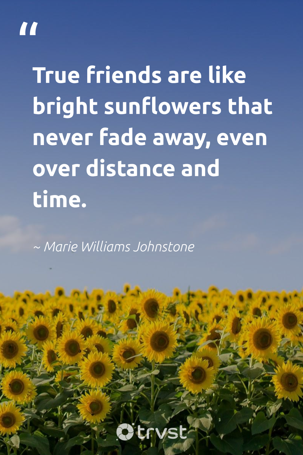 76 Sunflower Quotes to Brighten Up and Warm Your Day (2025)