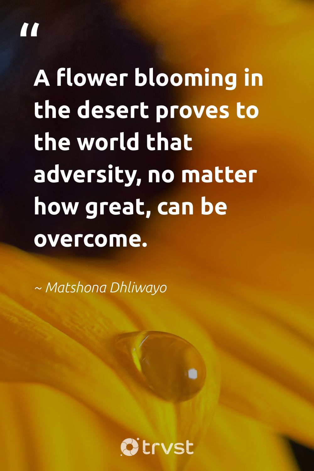 76 Sunflower Quotes to Brighten Up and Warm Your Day (2024)