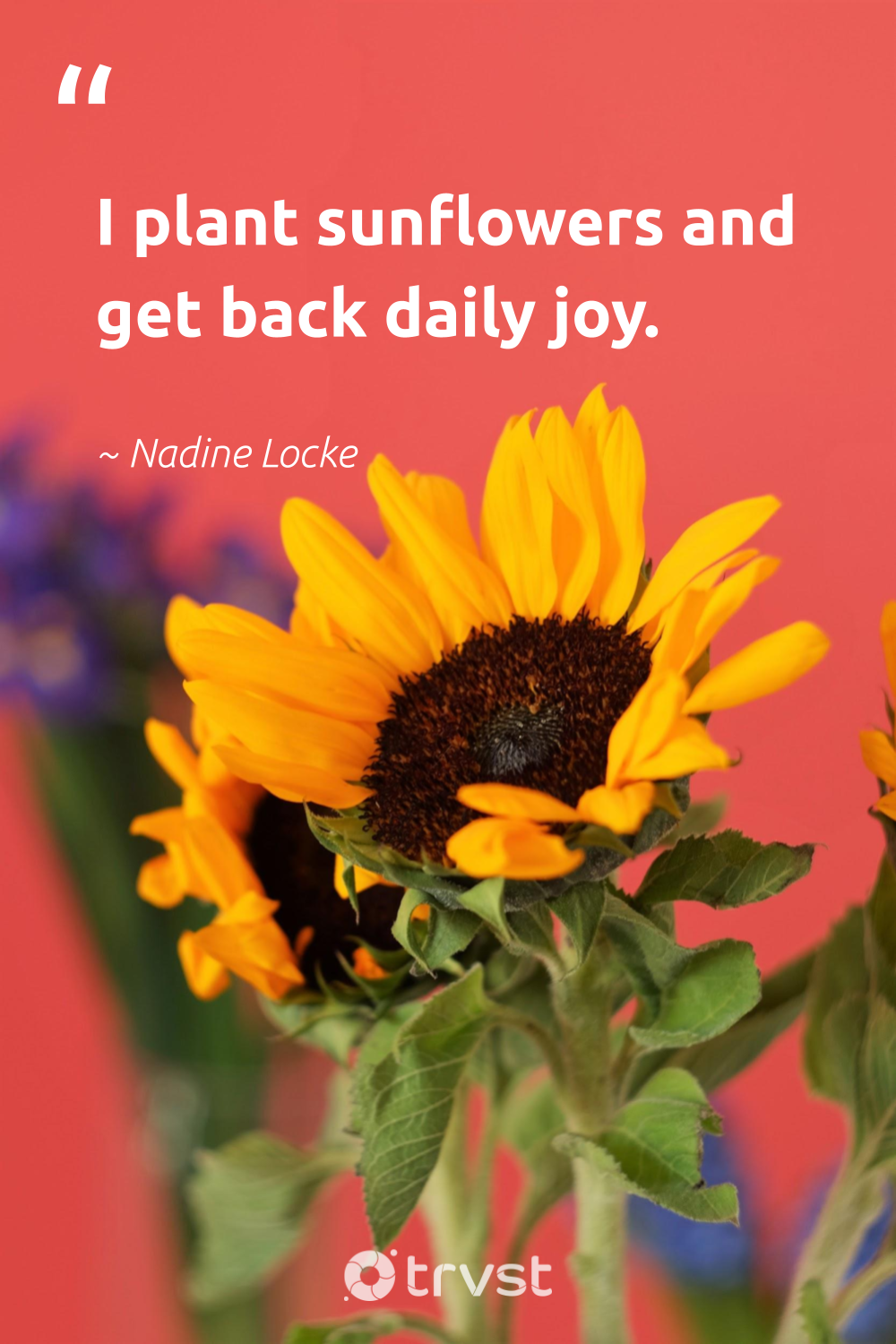 76 Sunflower Quotes to Brighten Up and Warm Your Day (2024)