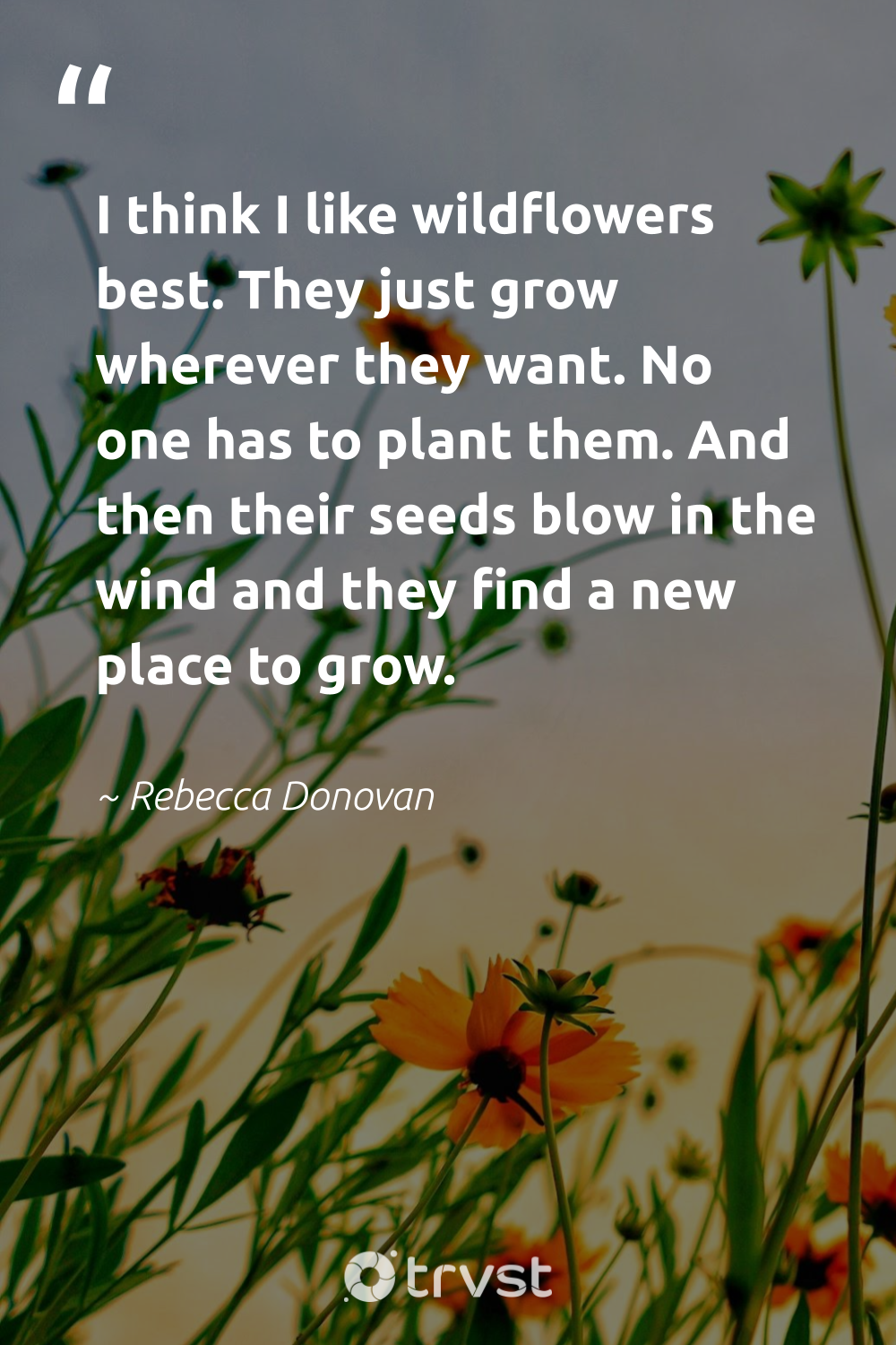 53 Wildflower Quotes to Reflect on Moments of Beauty (2025)
