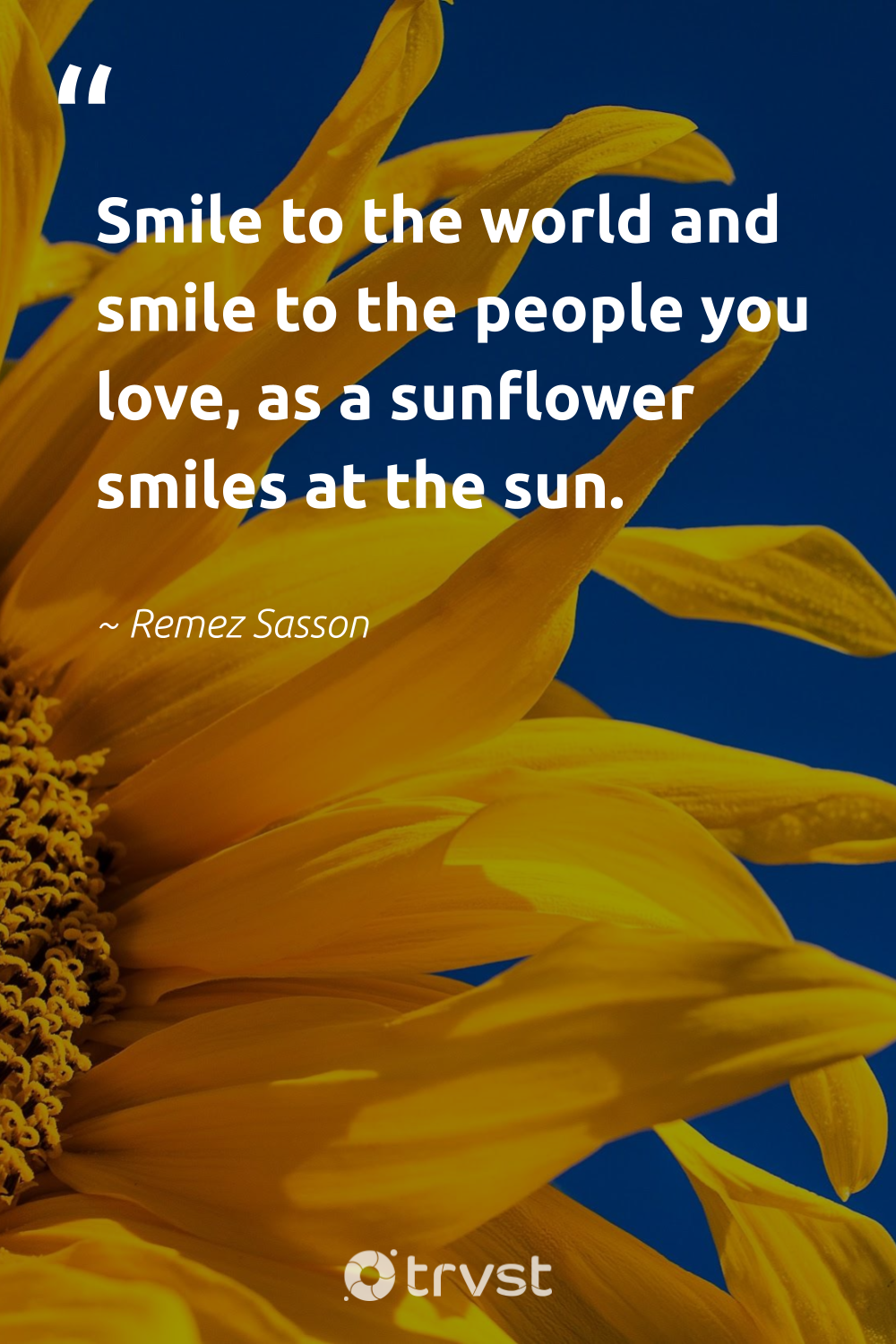 76 Sunflower Quotes to Brighten Up and Warm Your Day (2025)