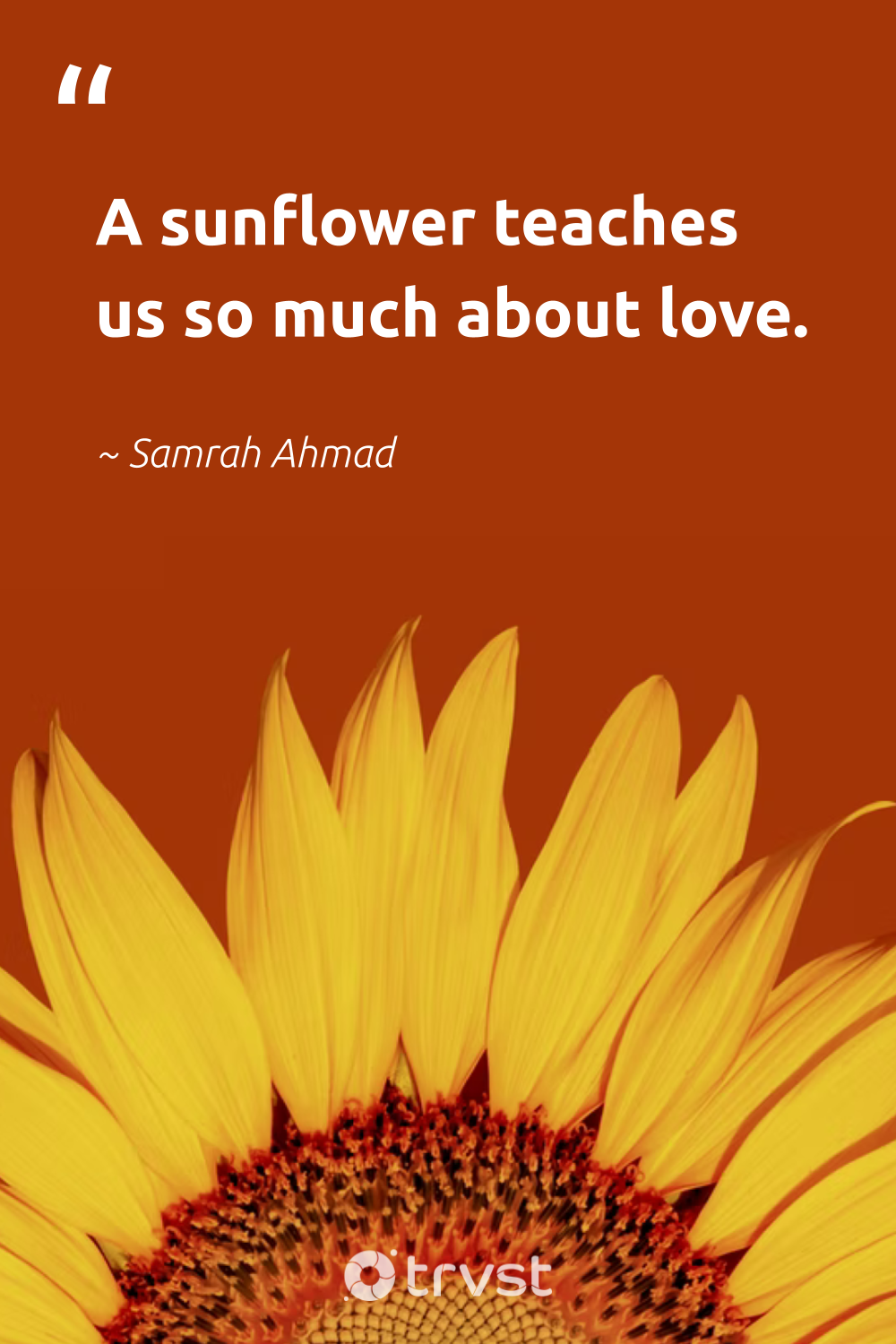 76 Sunflower Quotes to Brighten Up and Warm Your Day (2025)