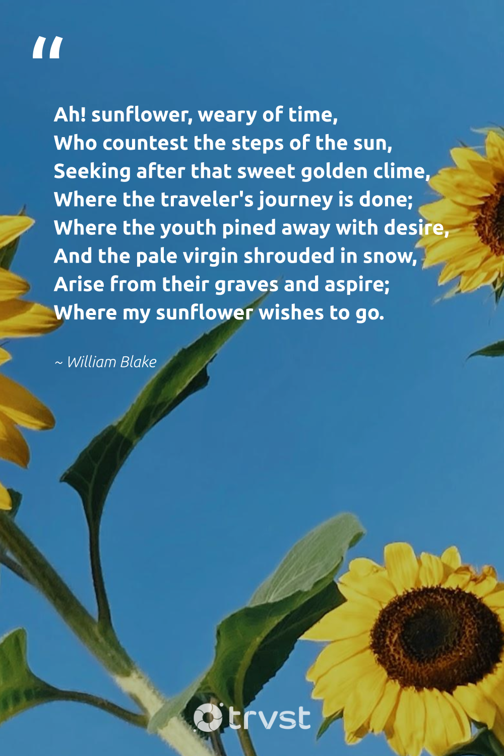 76 Sunflower Quotes to Brighten Up and Warm Your Day (2024)