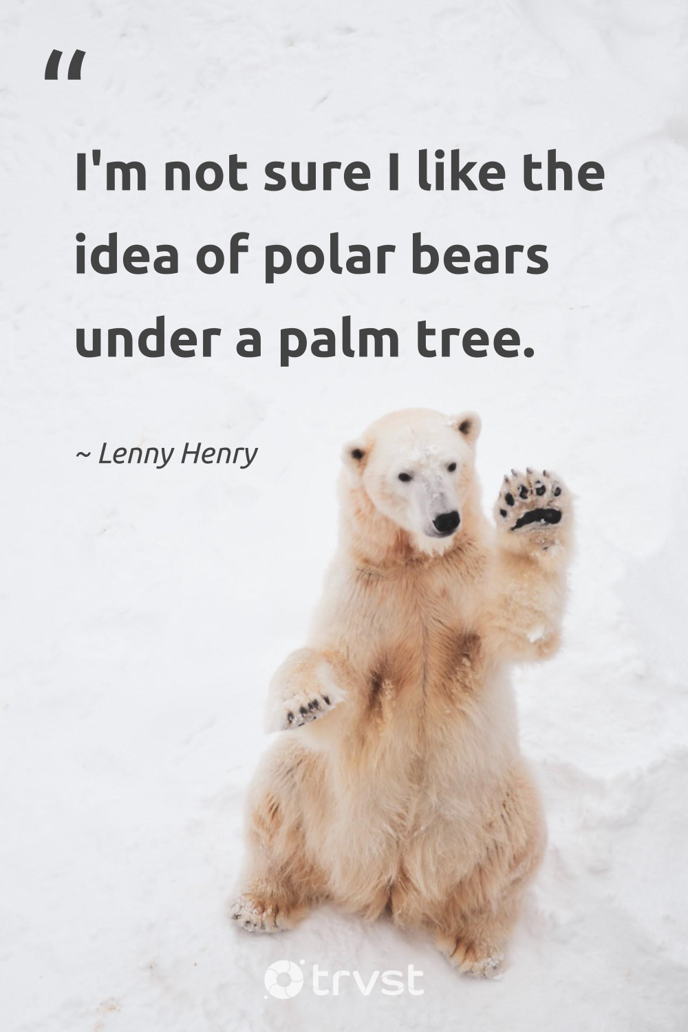 22 Polar Bear Quotes about the King of the Arctics