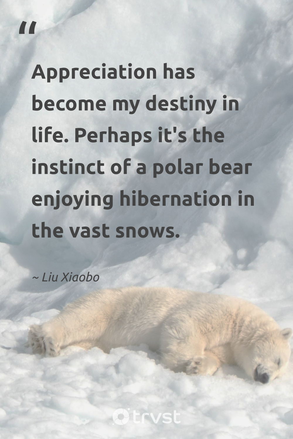 22 Polar Bear Quotes about the King of the Arctics